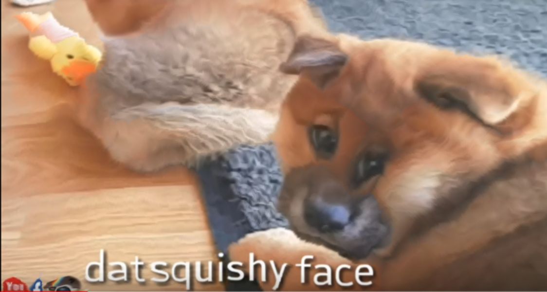 Doggo does a heccin squish | Scrolller