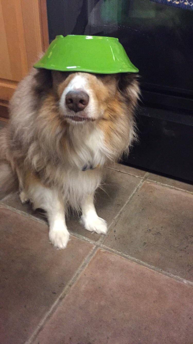 Doggo does not know how to bowl | Scrolller