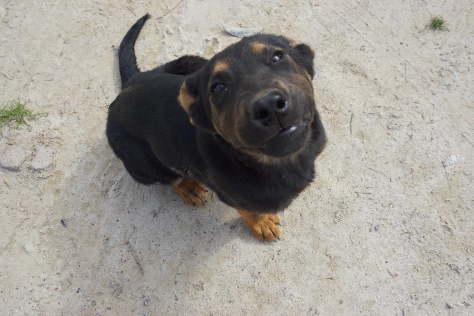 Doggo posing for the camera. | Scrolller