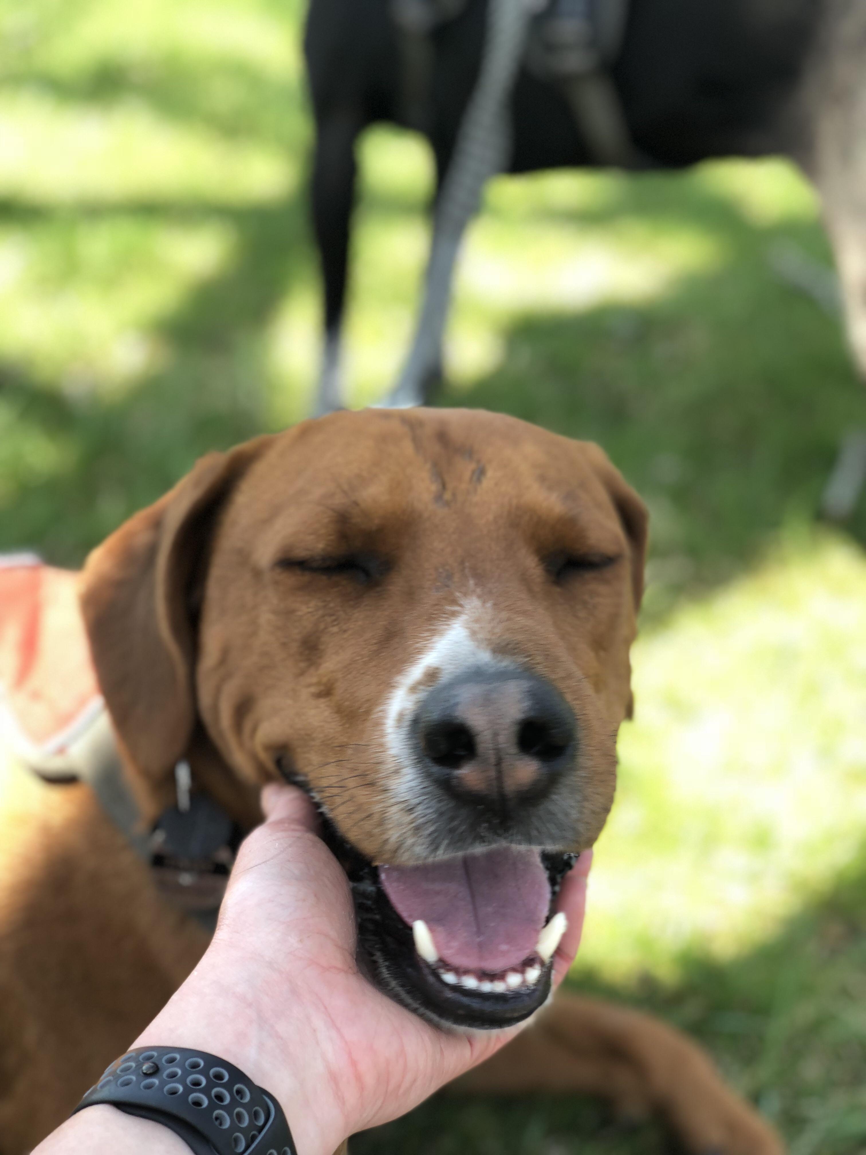 doggo runner’s high | Scrolller