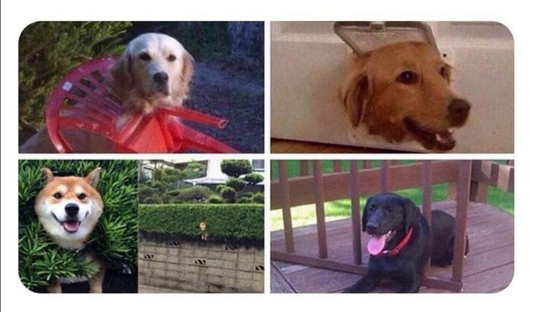 doggos who are stuck but pretending everything is fine | Scrolller