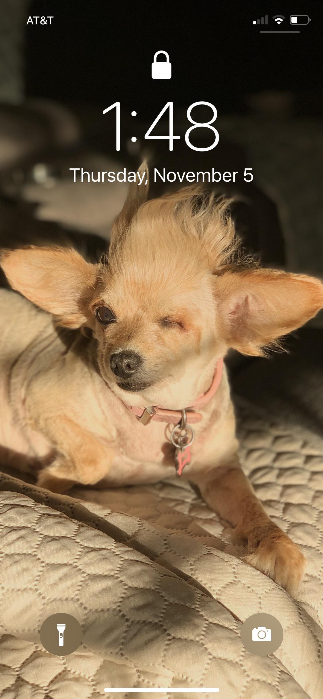 Dogs rule and cats are okay | Scrolller