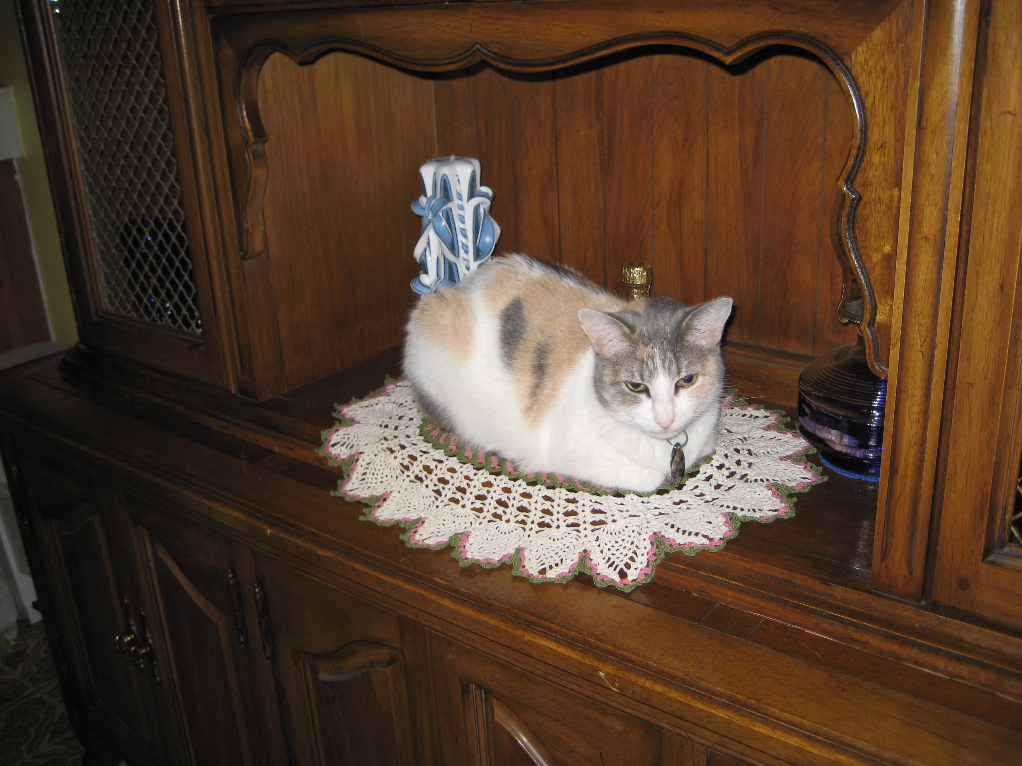 Doily Cat Trap. | Scrolller