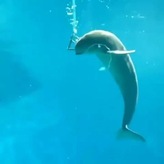 🔥 Dolphin making bubbles 🔥 | Scrolller