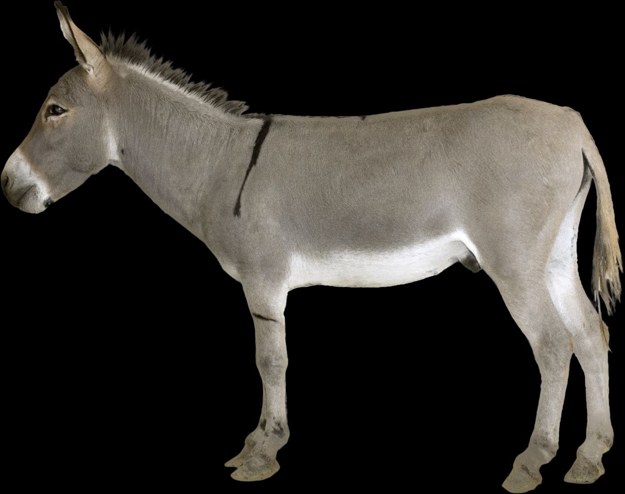 Donkey standing | Scrolller