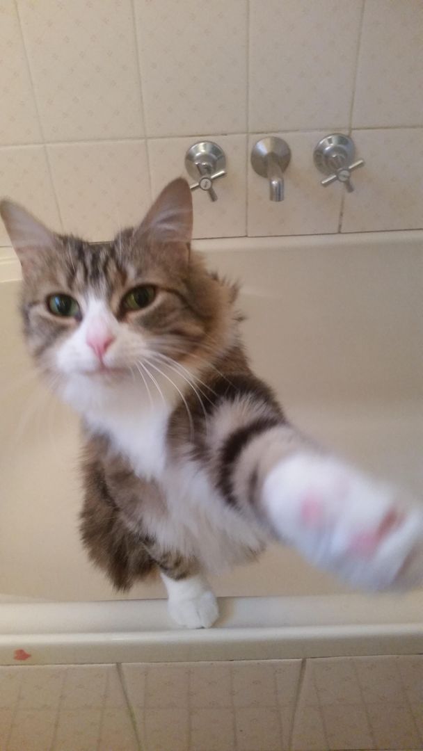 Don't leave me hanging human (x-post r/cats) | Scrolller