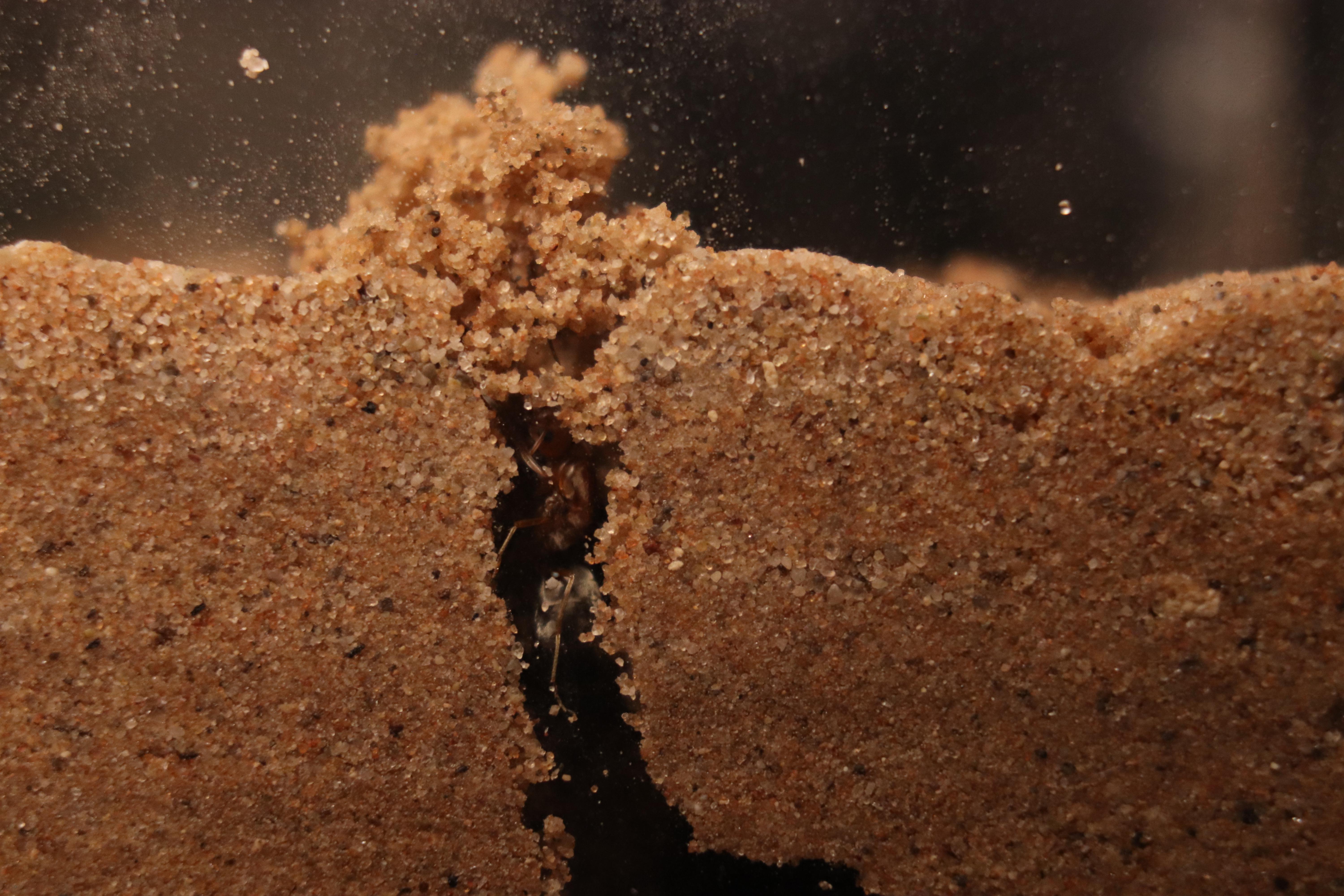 Dorymyrmex bicolor queen digging a founding chamber | Scrolller