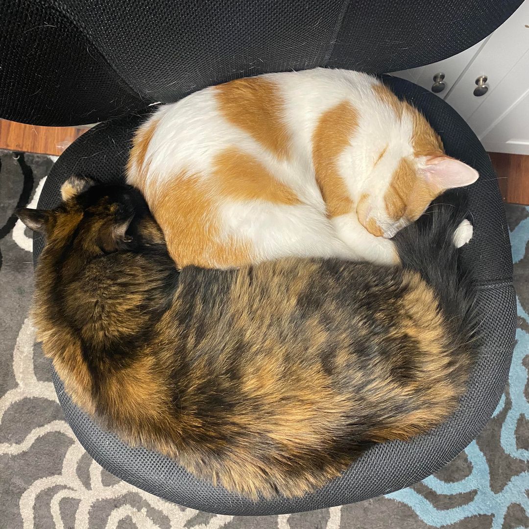 Double circle | Scrolller