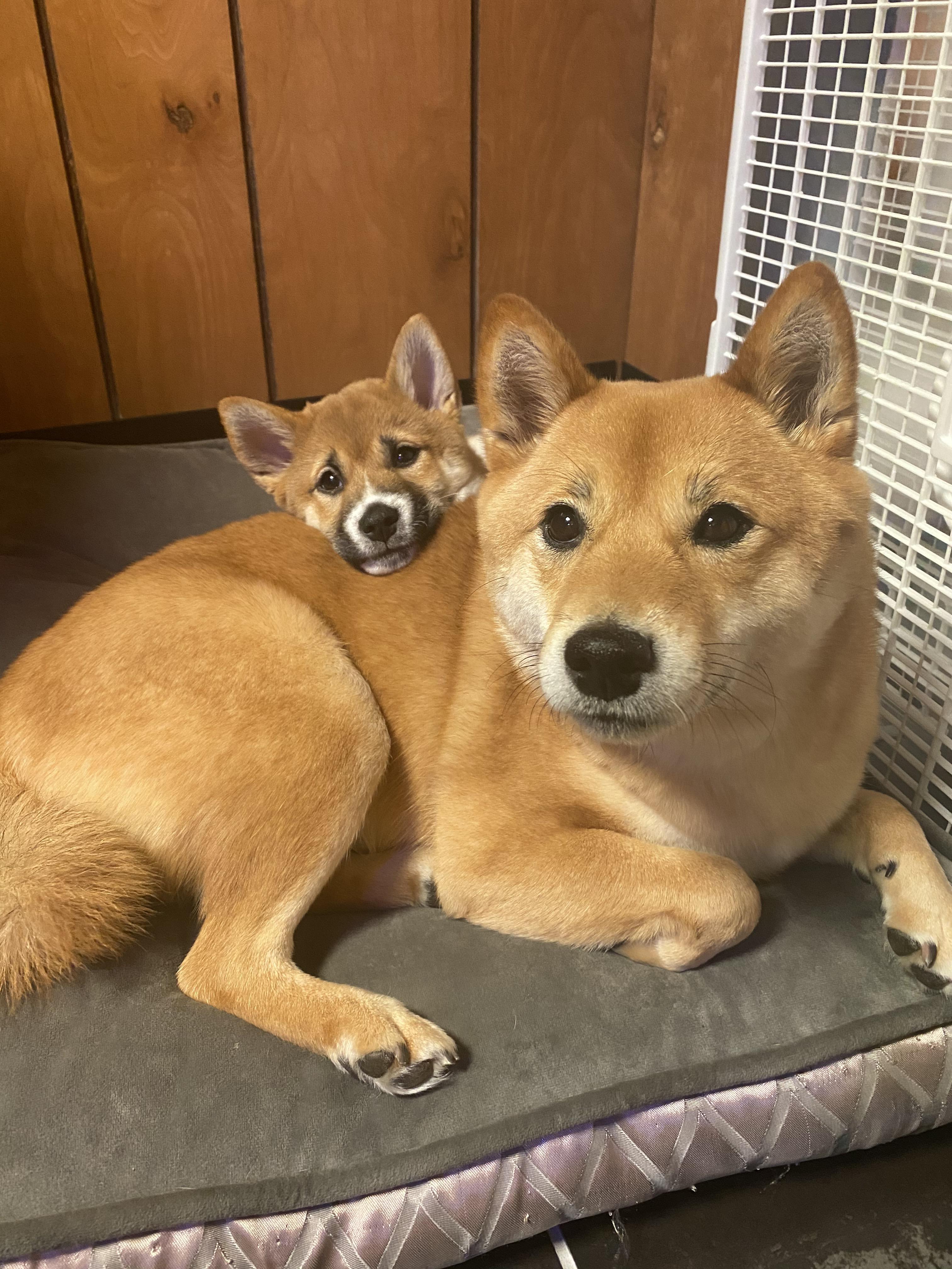 Double doge | Scrolller
