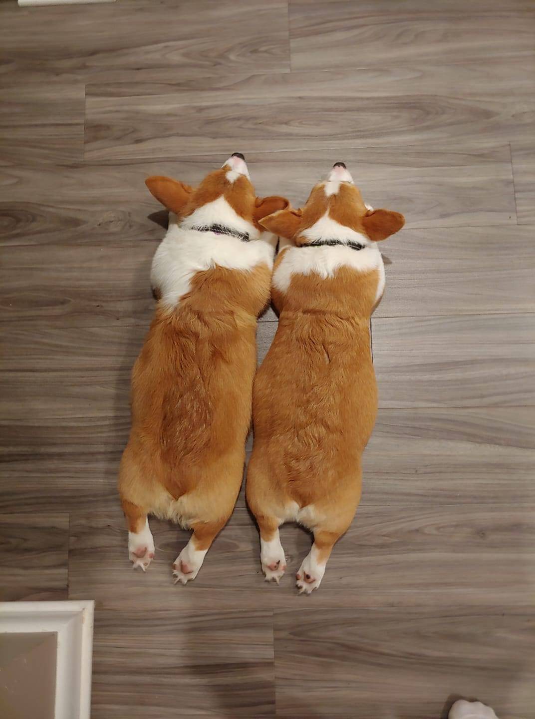 double sploot | Scrolller