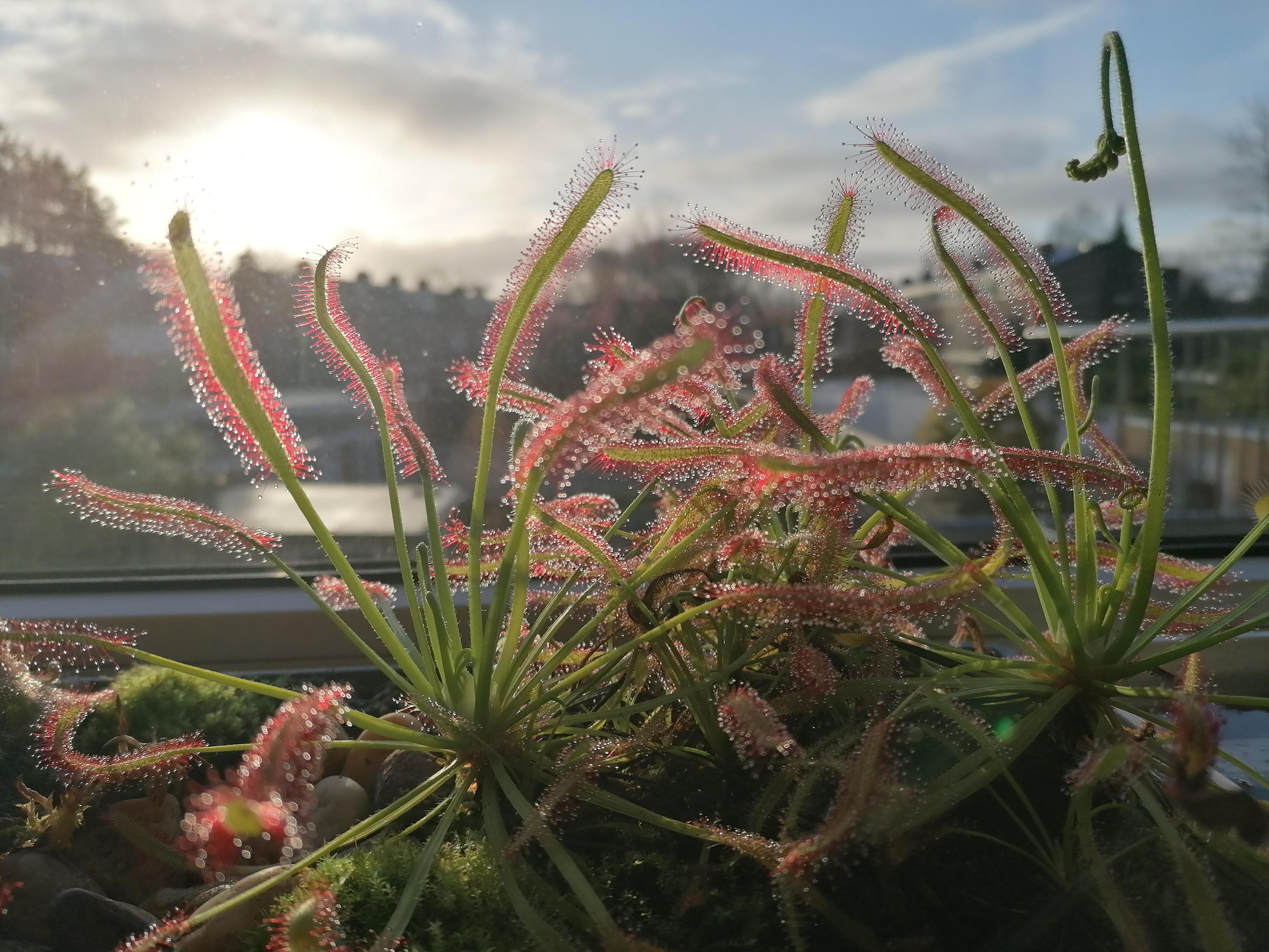Drosera Capensis doing great :D | Scrolller