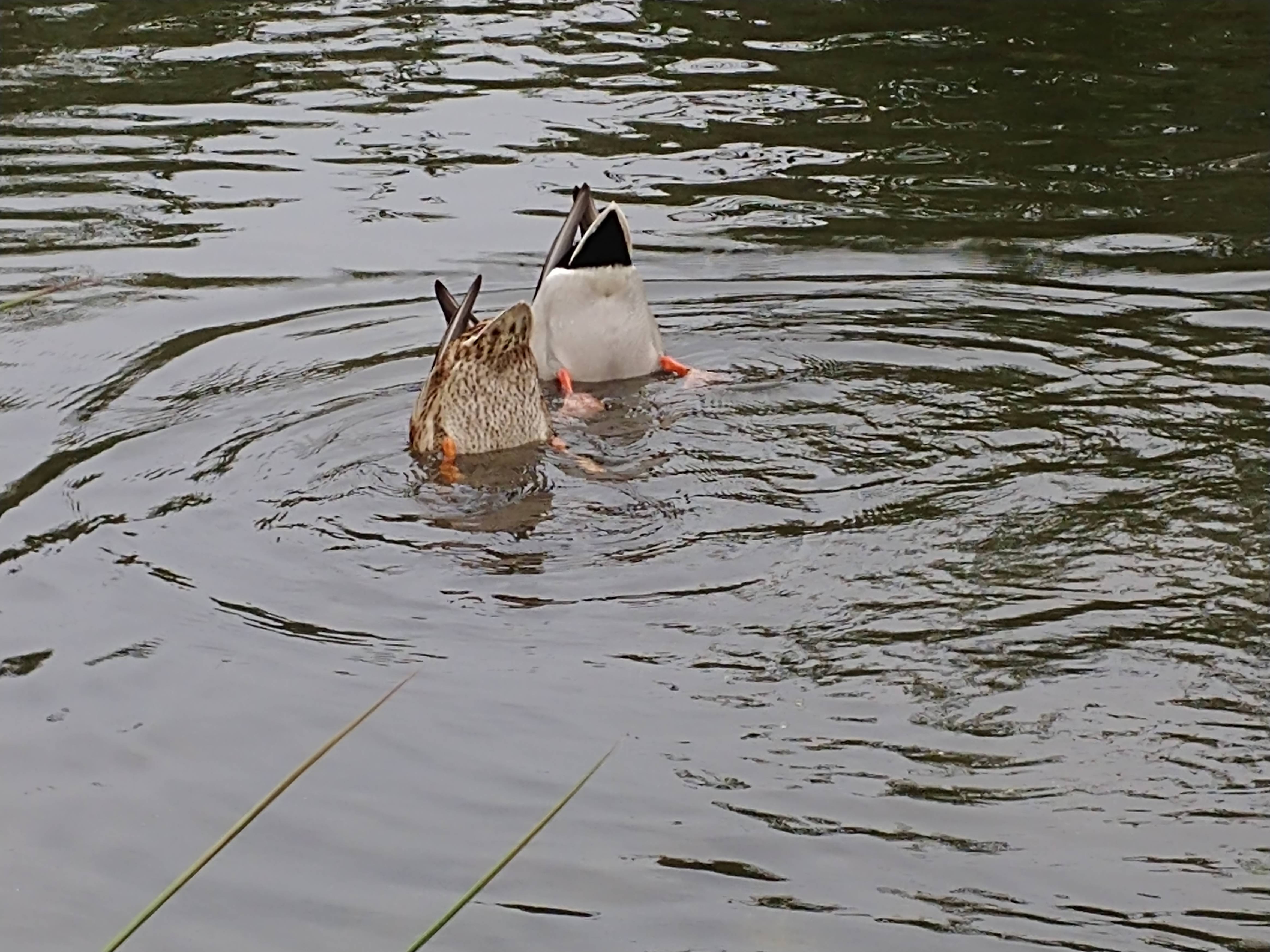 Duck butts | Scrolller