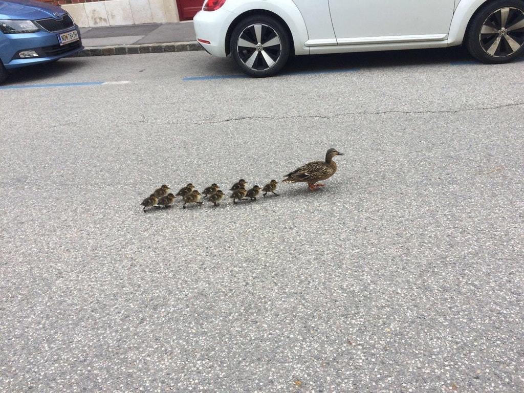Duck mum having a stroll through town with her ducklings. | Scrolller