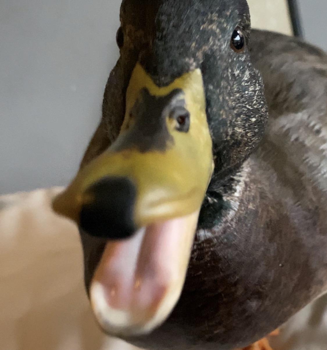 Duck pog | Scrolller