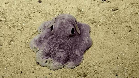 Dumbo octopus flapping around | Scrolller