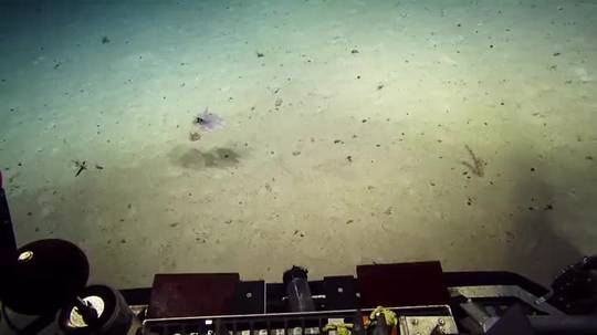 Dumbo Octopus in Action | Scrolller