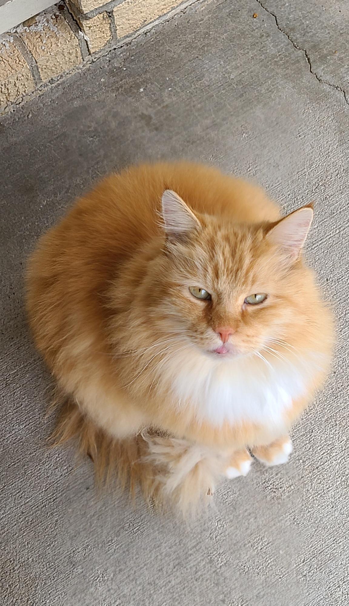 Dusty is working on his winter floof. | Scrolller