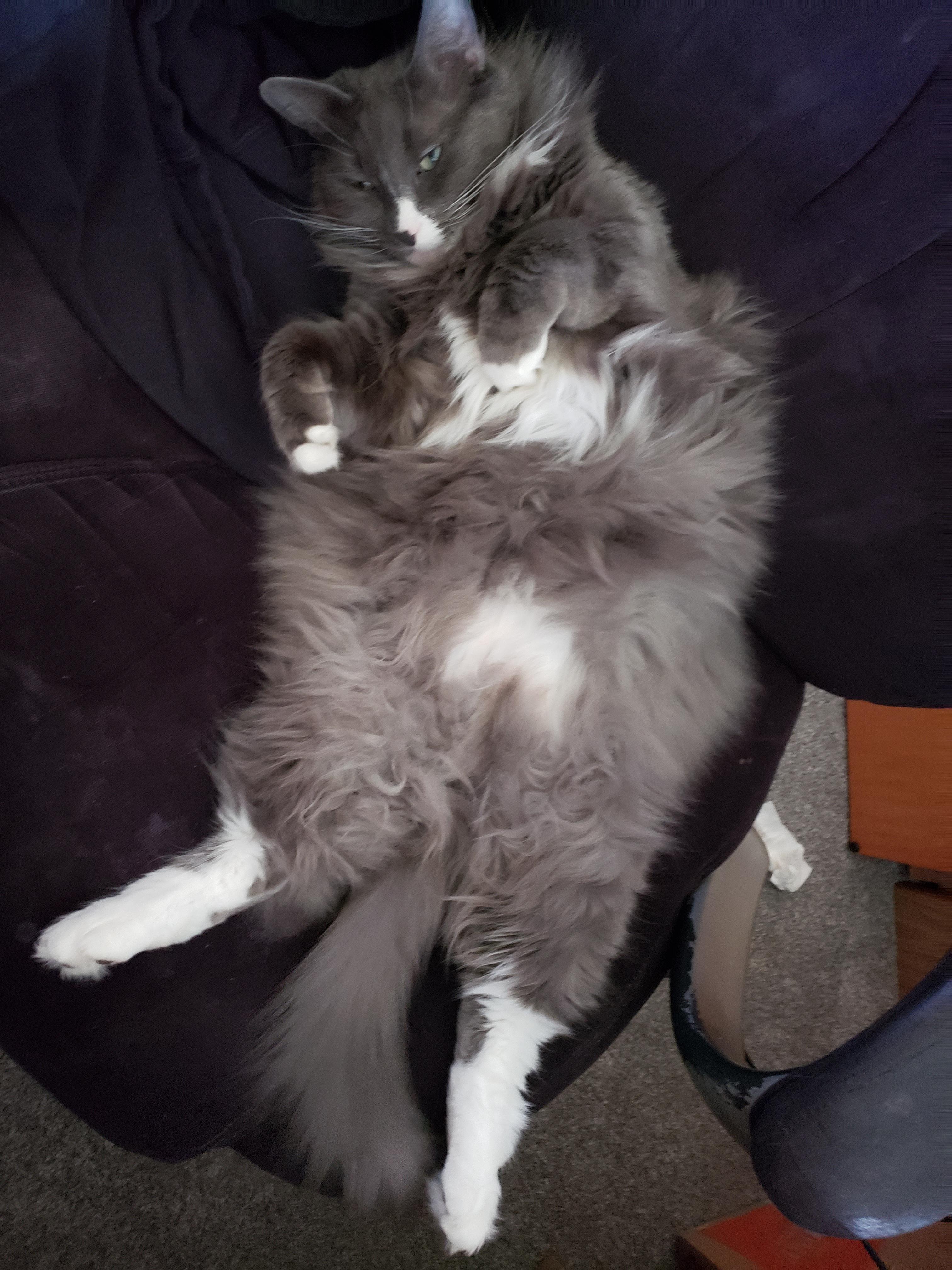 Dustybunny in repose | Scrolller