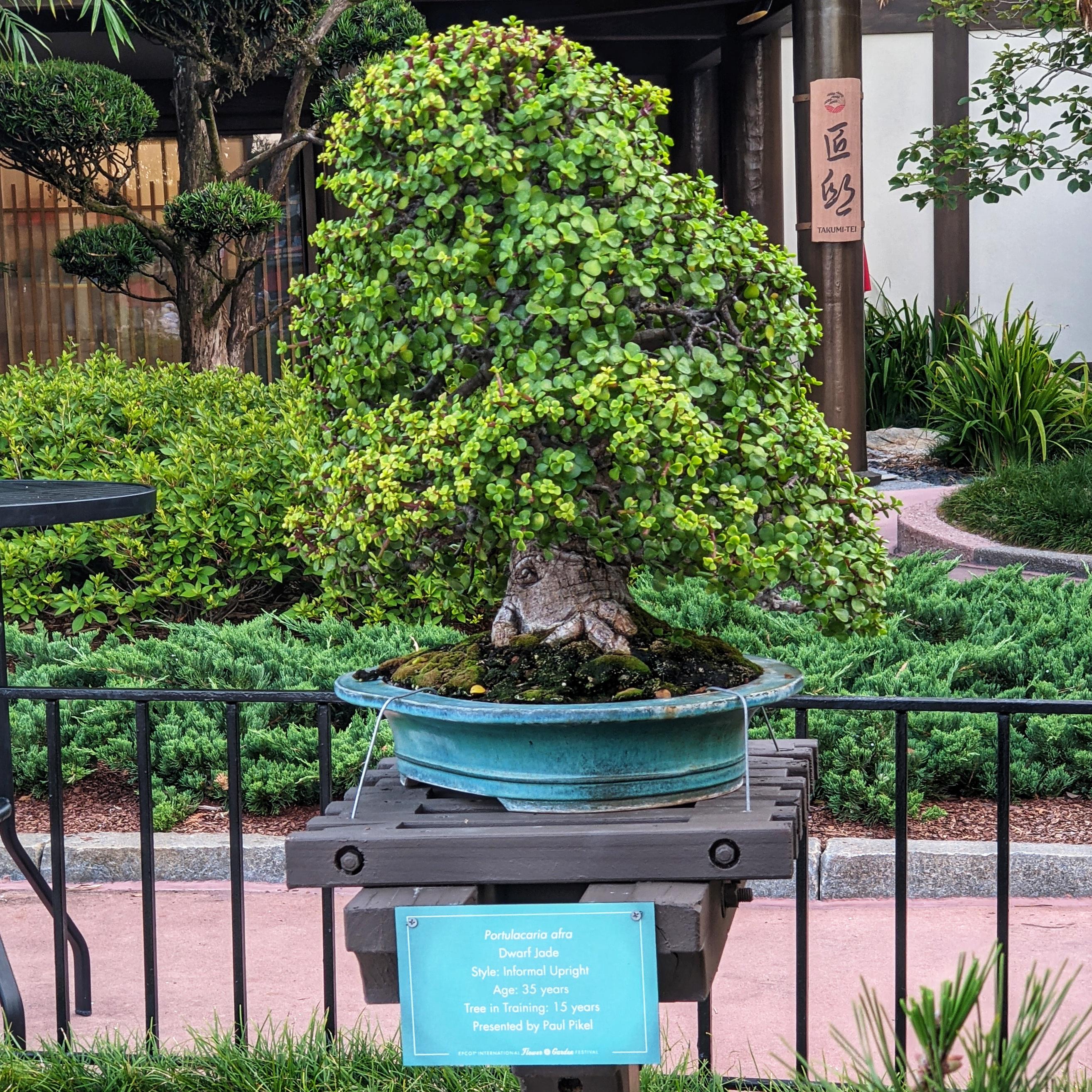 Dwarf Jade at Epcot This Week | Scrolller