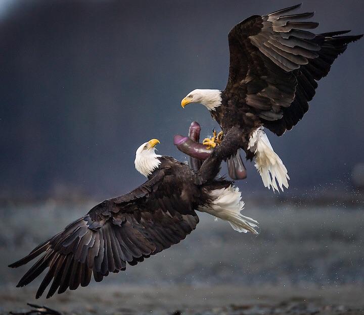 Eagle sword fight | Scrolller