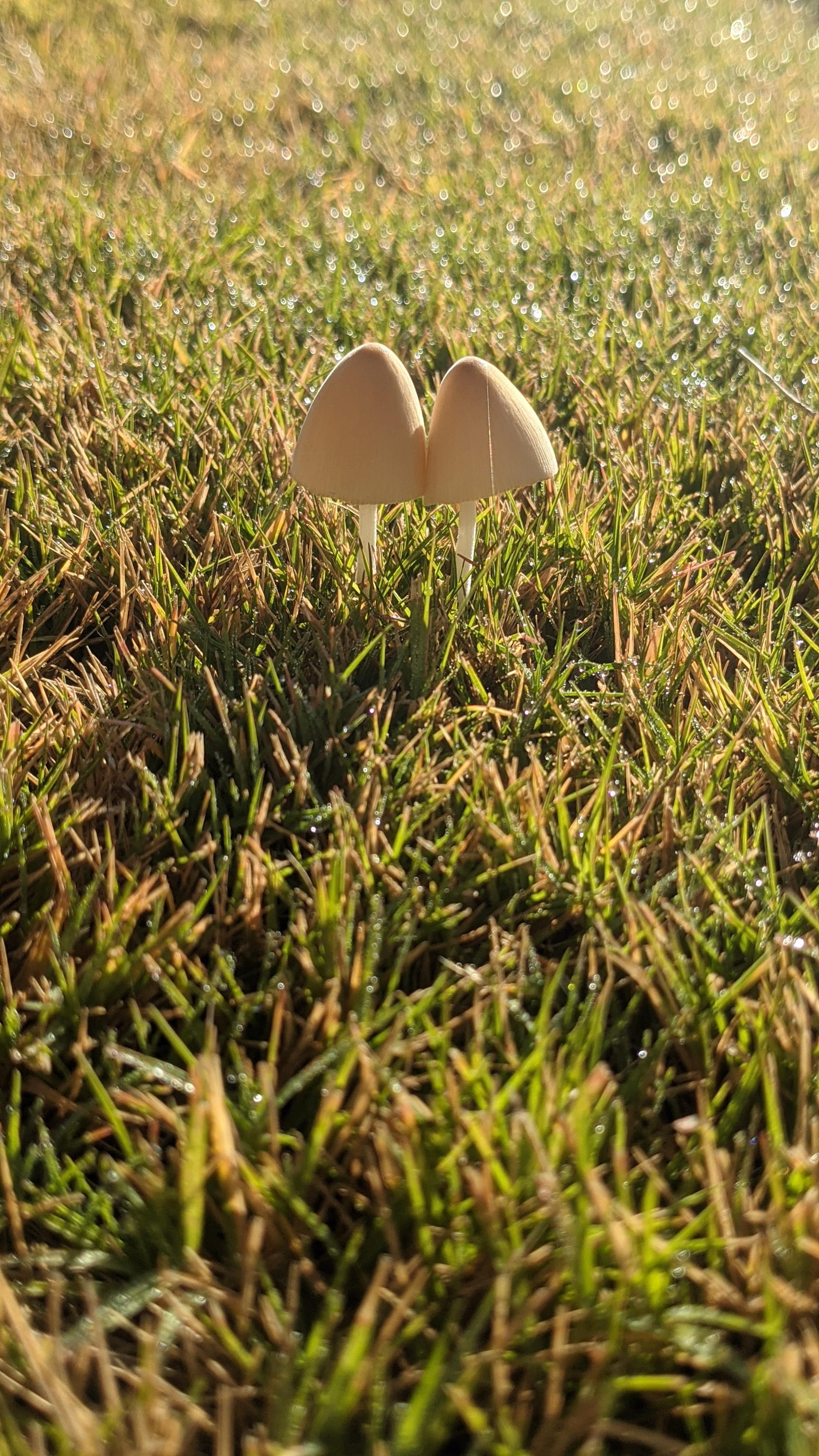 Early morning mushroom buddies | Scrolller