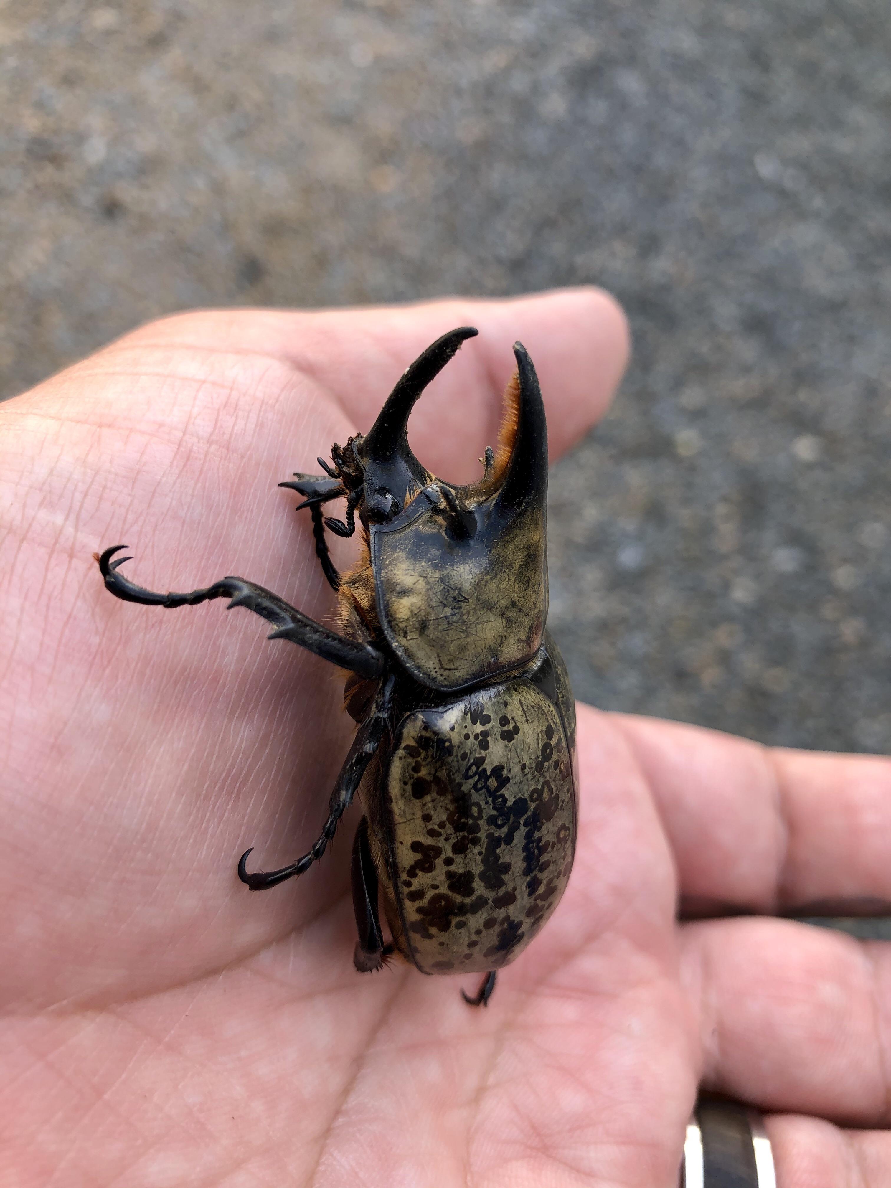 Eastern Hercules beetle | Scrolller