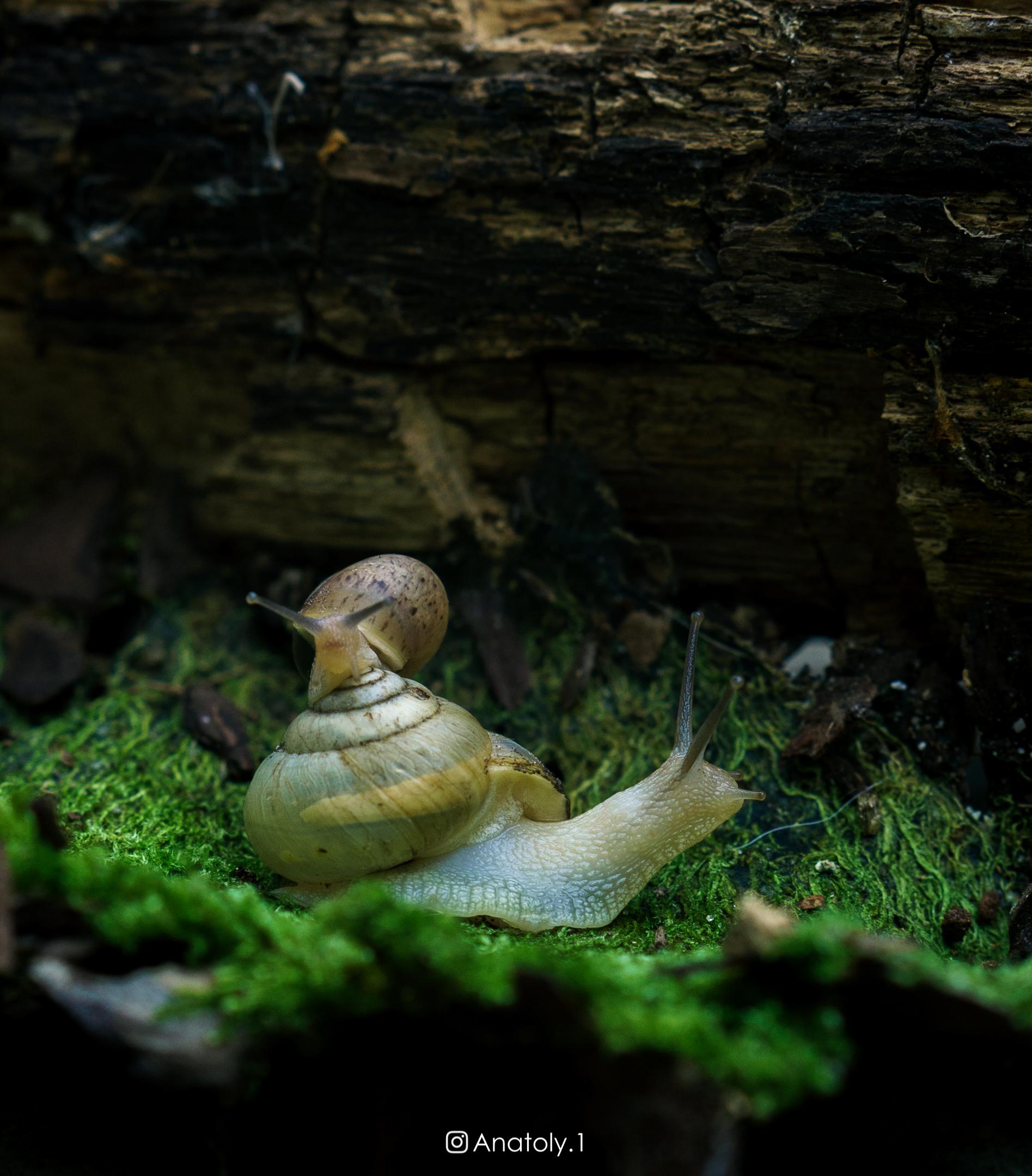Easy target for photo - snails on the log | Scrolller