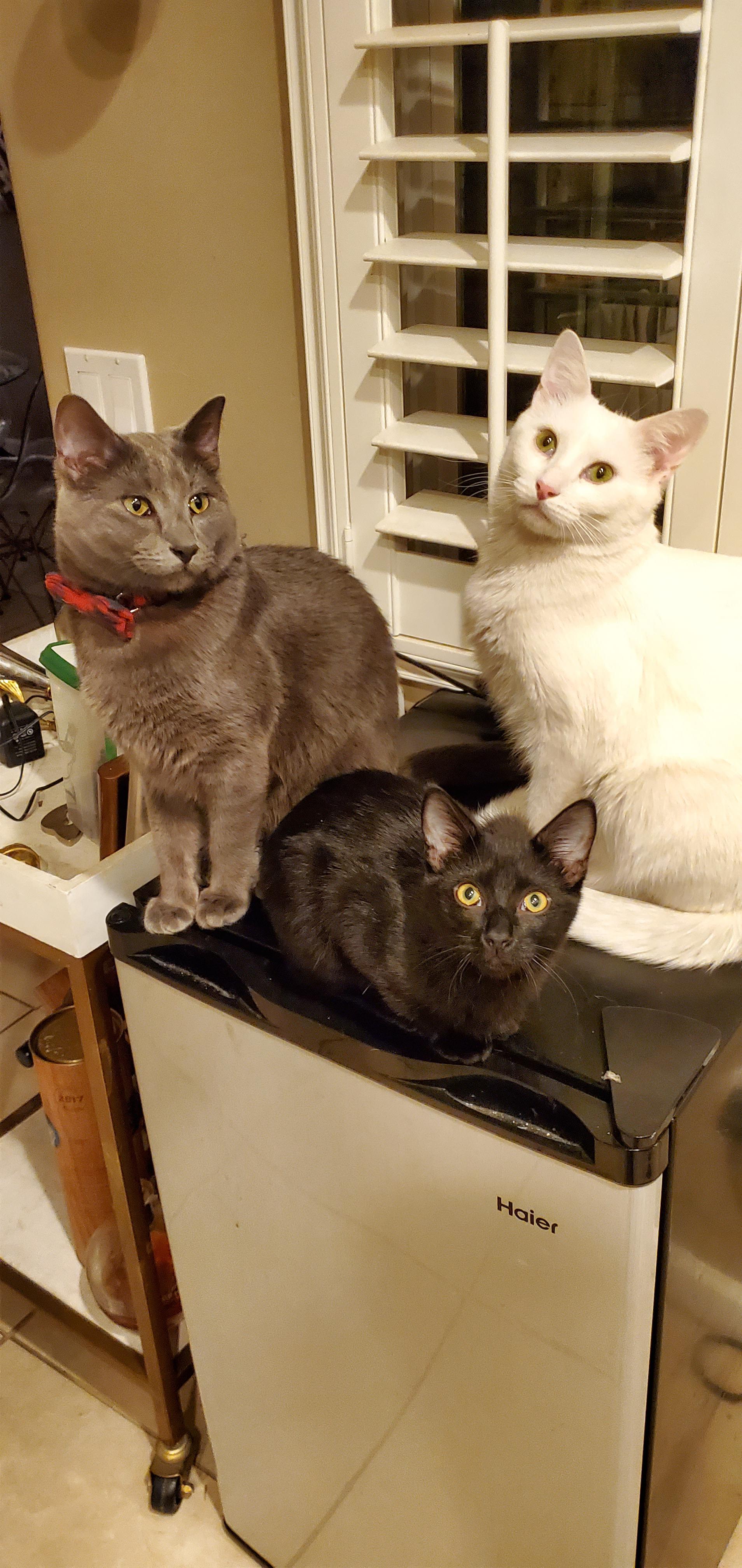 Ebony, Ivory, and somewhere in between... | Scrolller