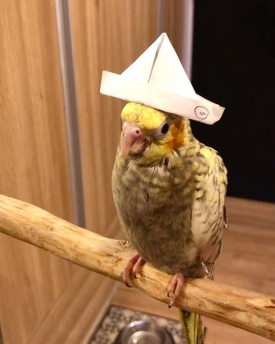 El Capitan | Scrolller