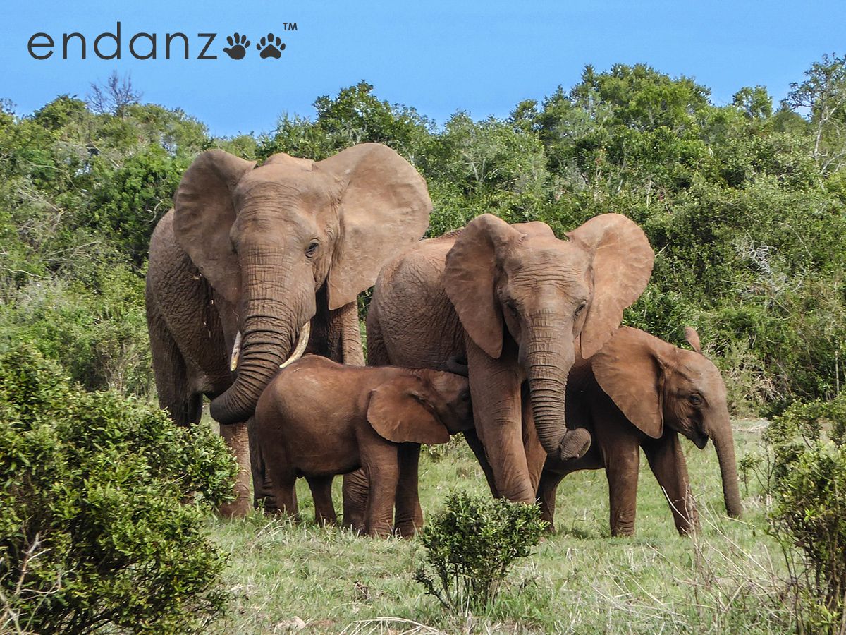 Elephant Family | Scrolller