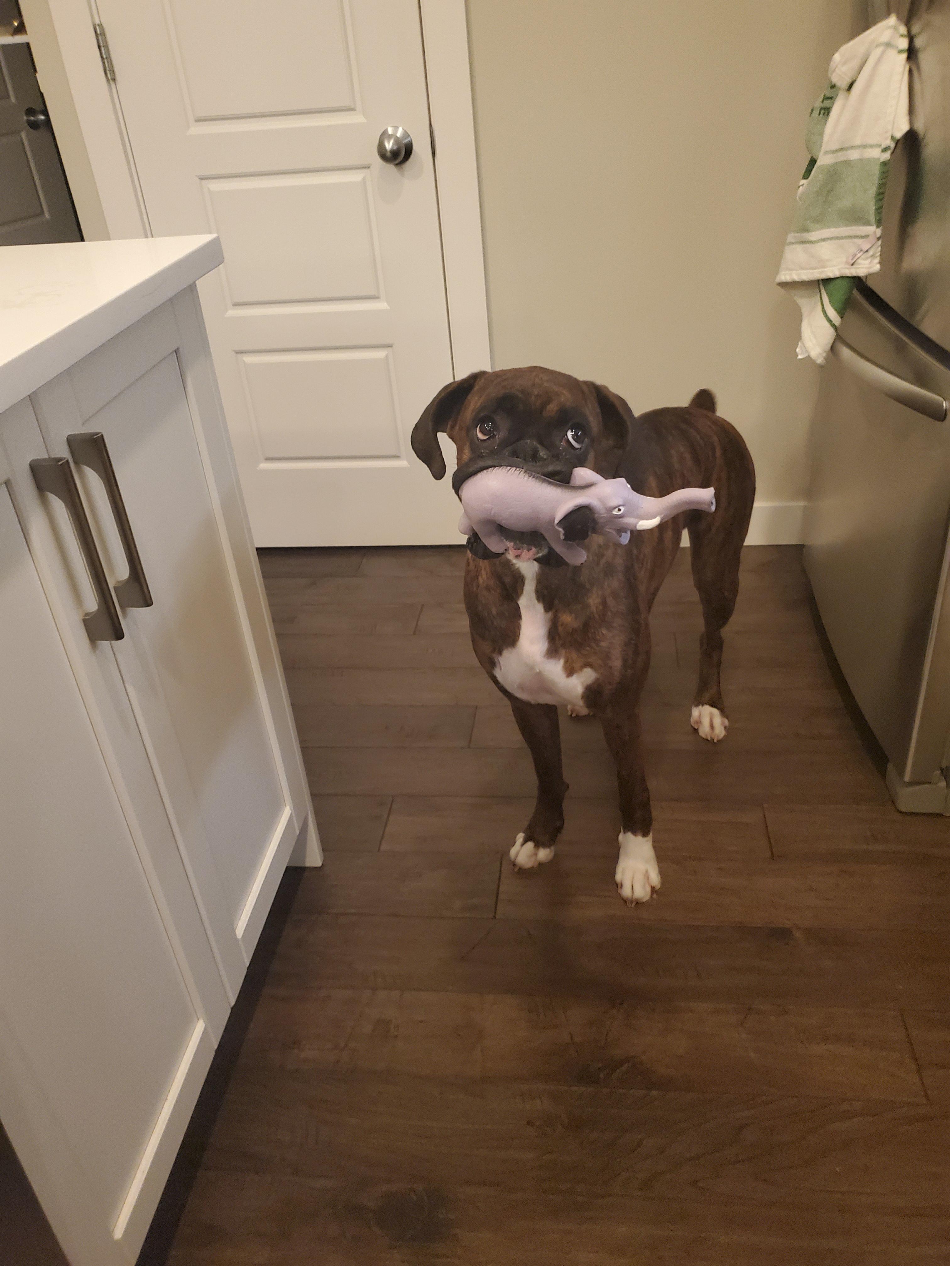 Elephant Hunter | Scrolller