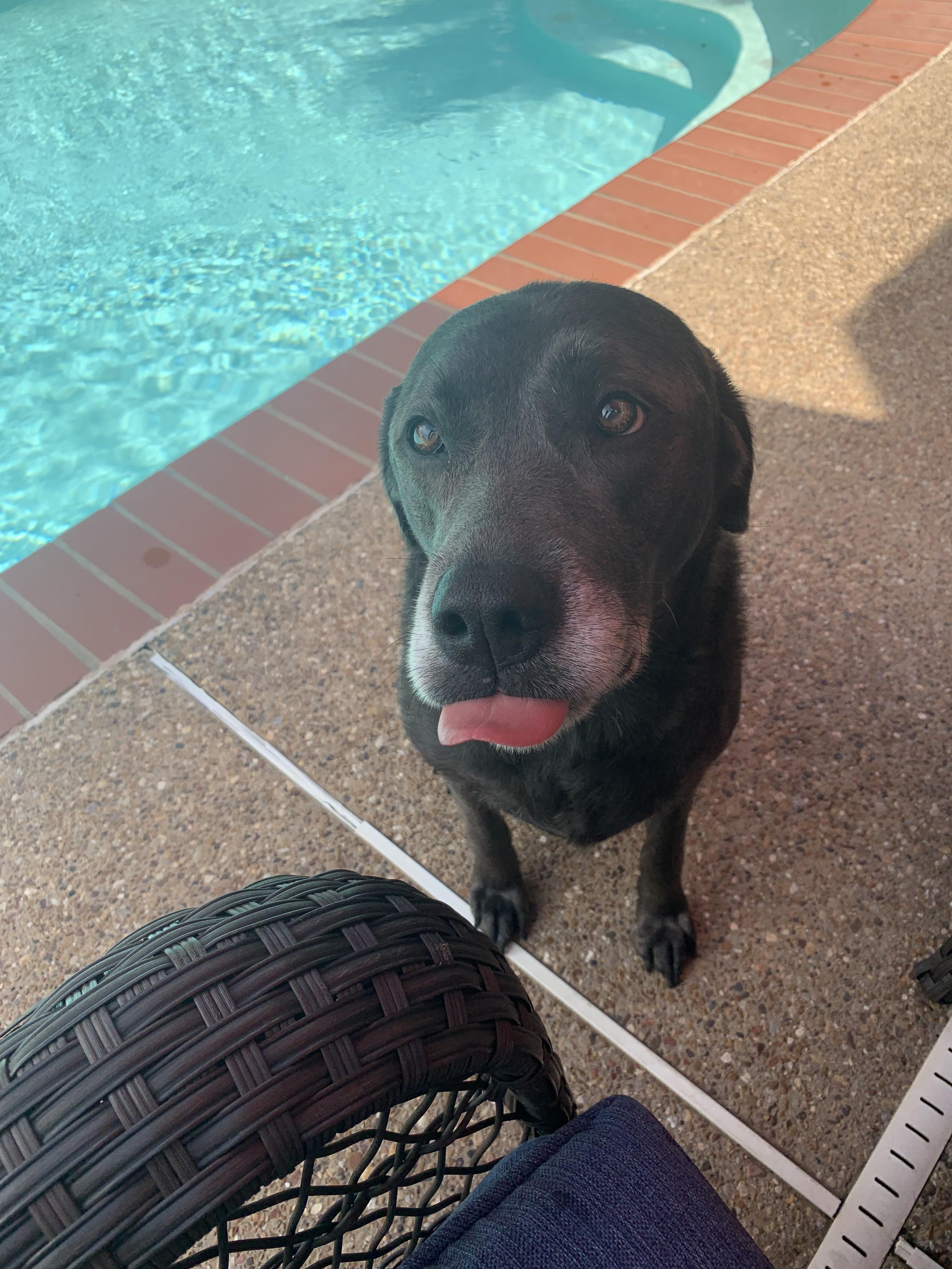 Ella the old lady loves to blop, especially by the pool | Scrolller
