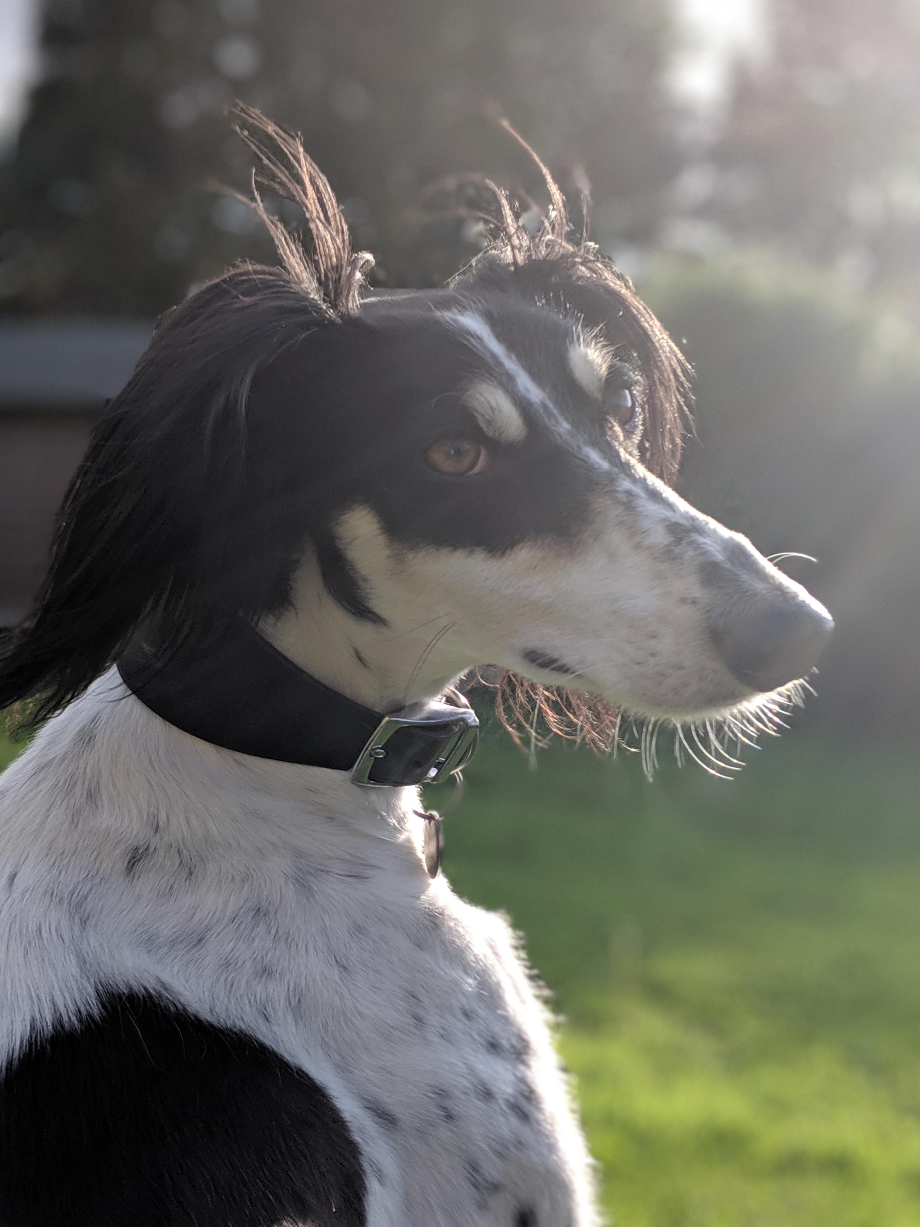 Elongated boye | Scrolller