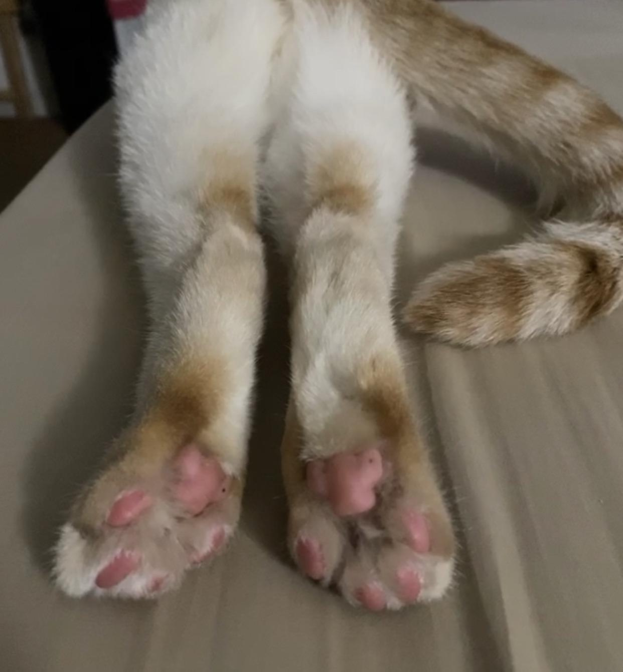 Ember’s toe beans 🧡 | Scrolller
