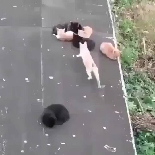 Emergency cuddle pile | Scrolller