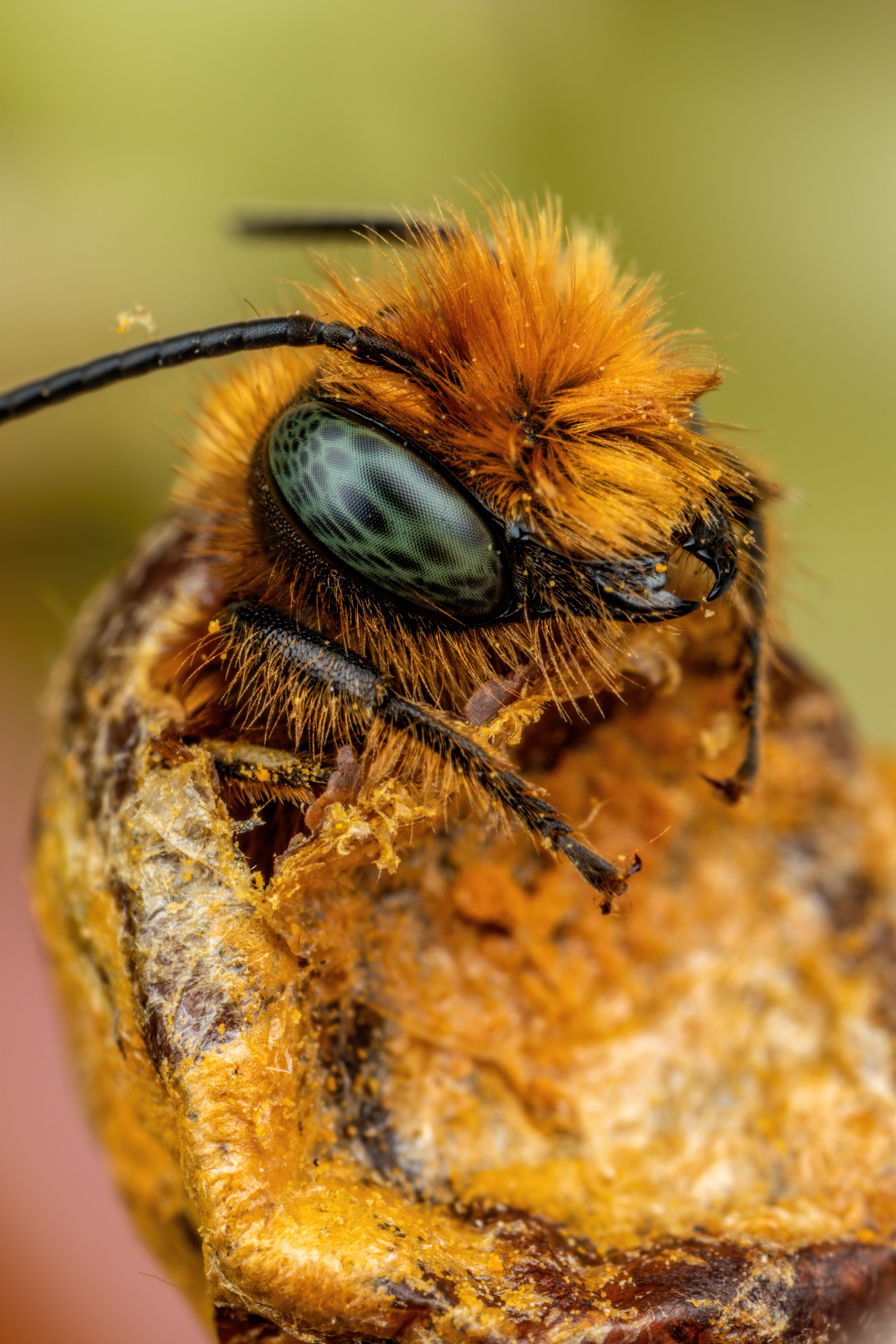 Emerging Blue Mason Bee IV [4000x6000] [OC] | Scrolller