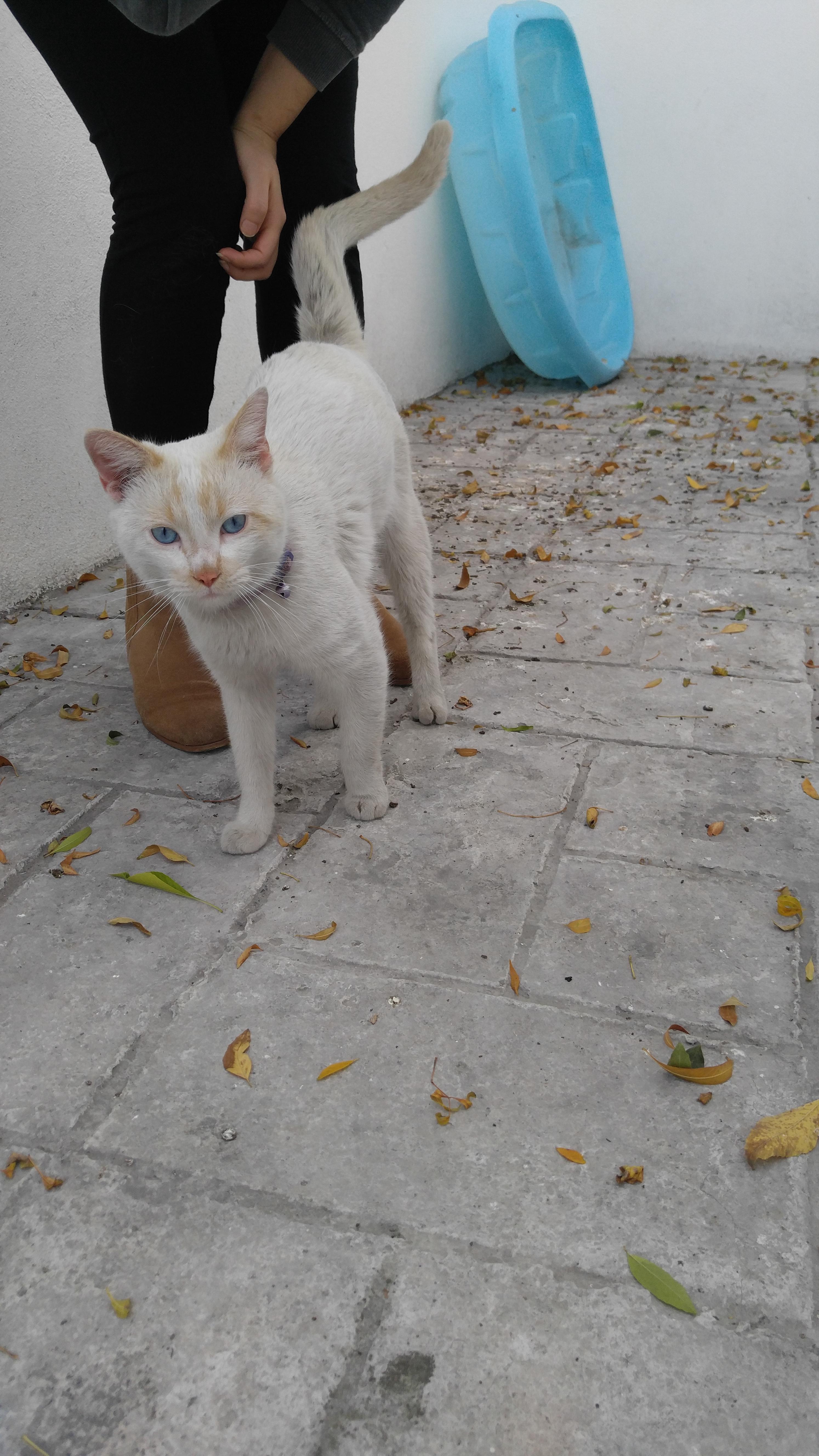 Encontré este gato macho por mi casa por Mirador Residencial frente a Brisas. Tiene collar ...