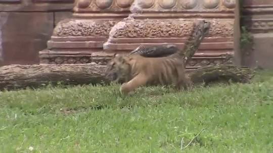 Endangered Sumatran tiger cub makes public debut at Zoo Miami | Scrolller