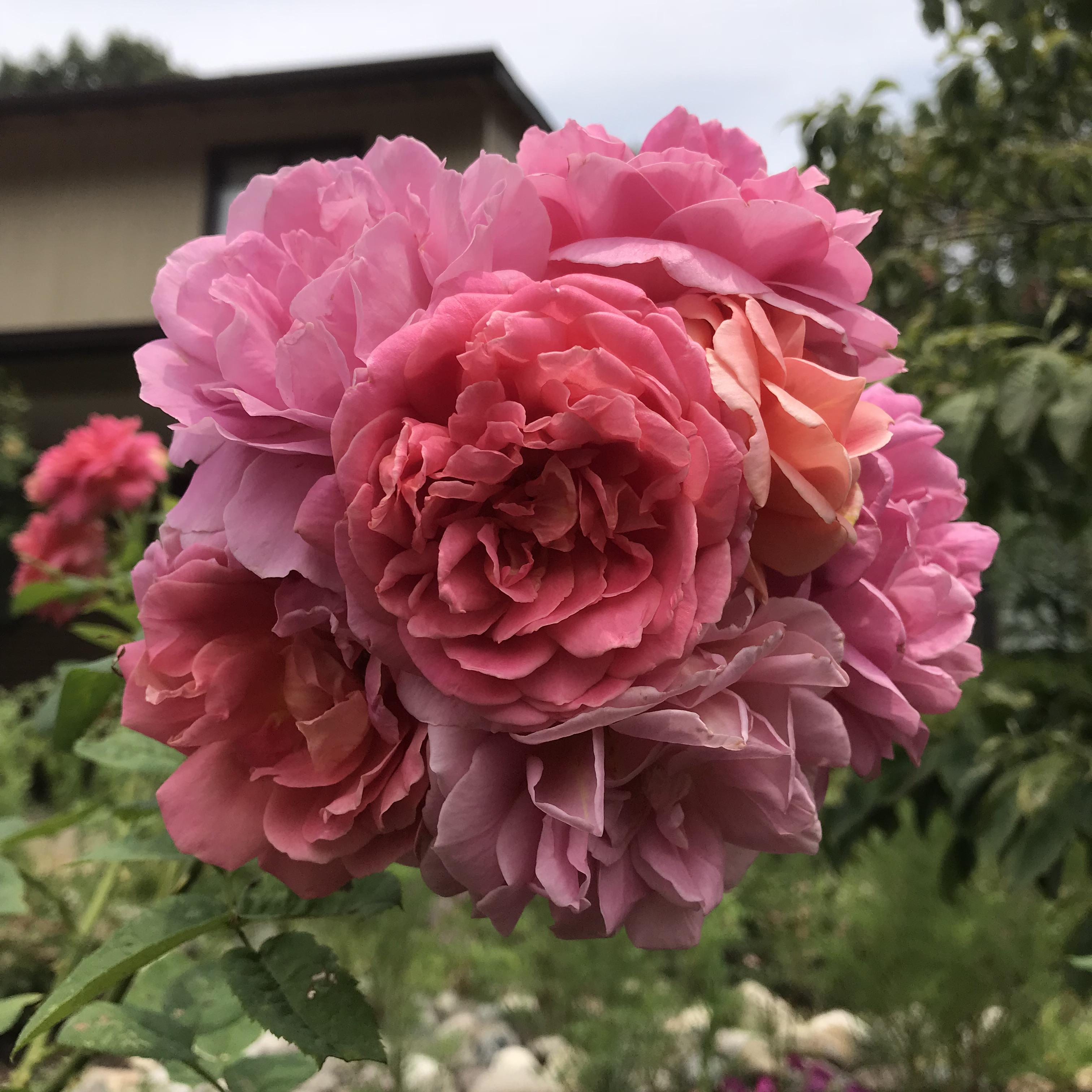 English Rose The Endeavour | Scrolller