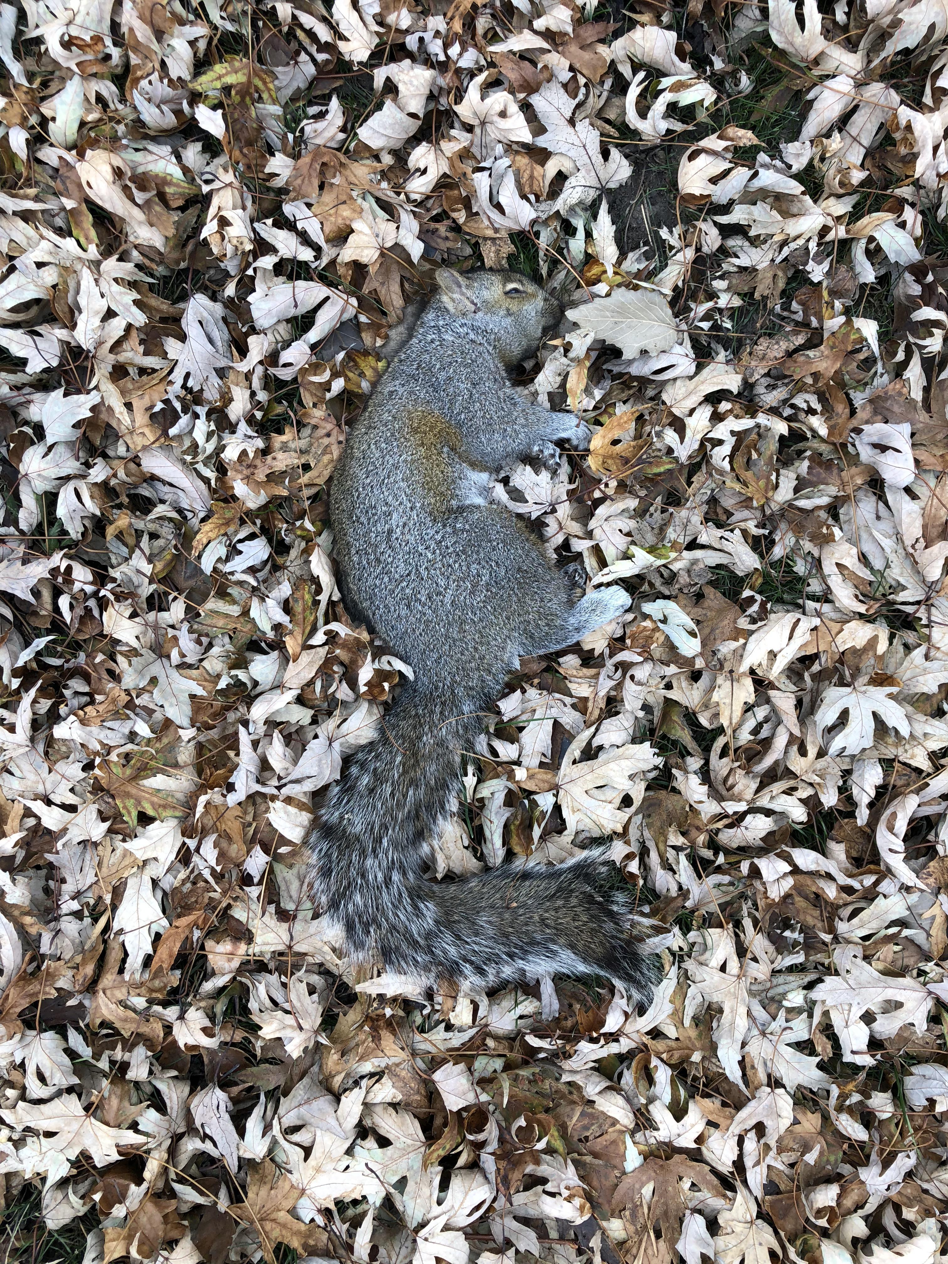 Eternal bed of leaves. | Scrolller