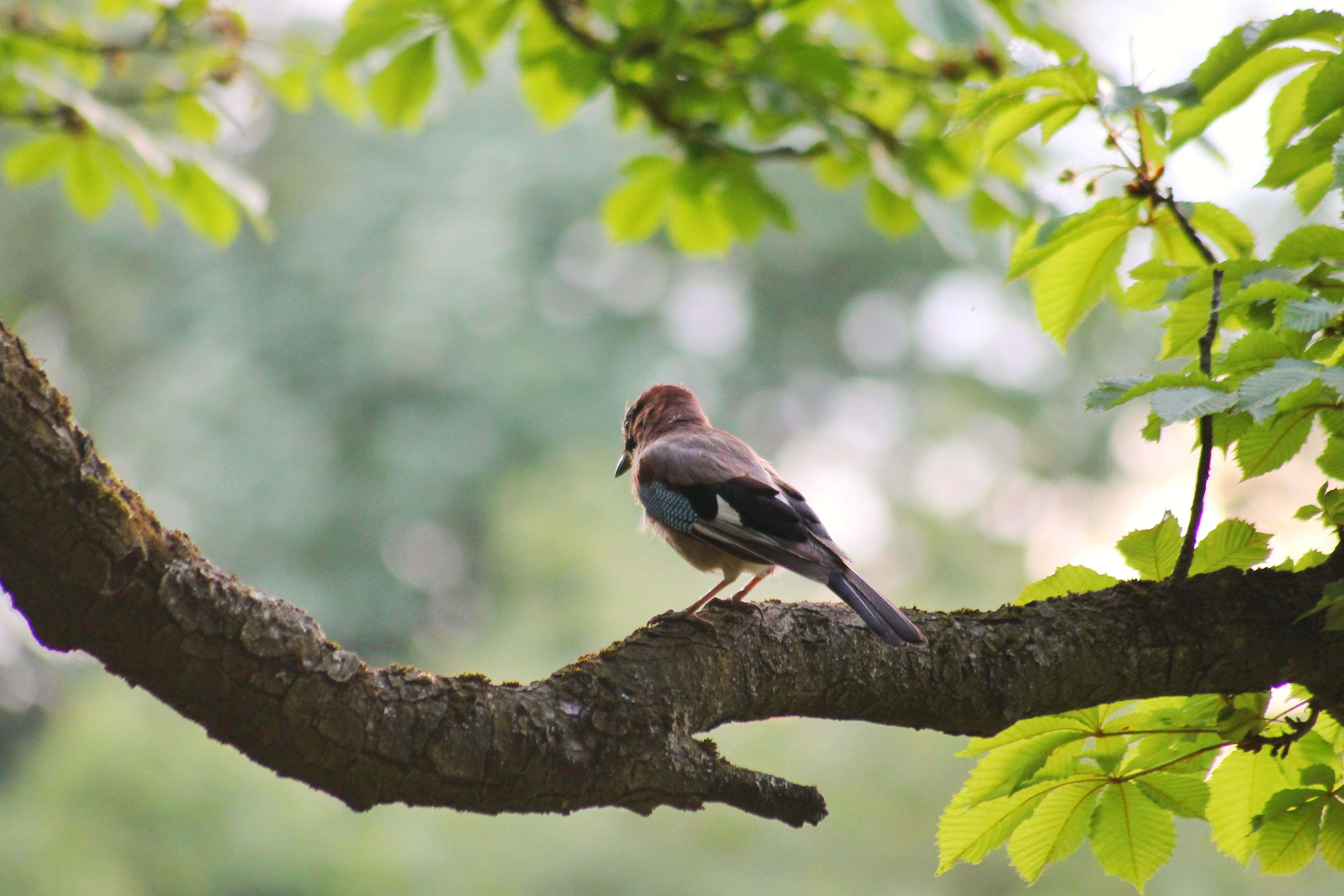 Eurasian Jay on the outlook for a partner | Scrolller