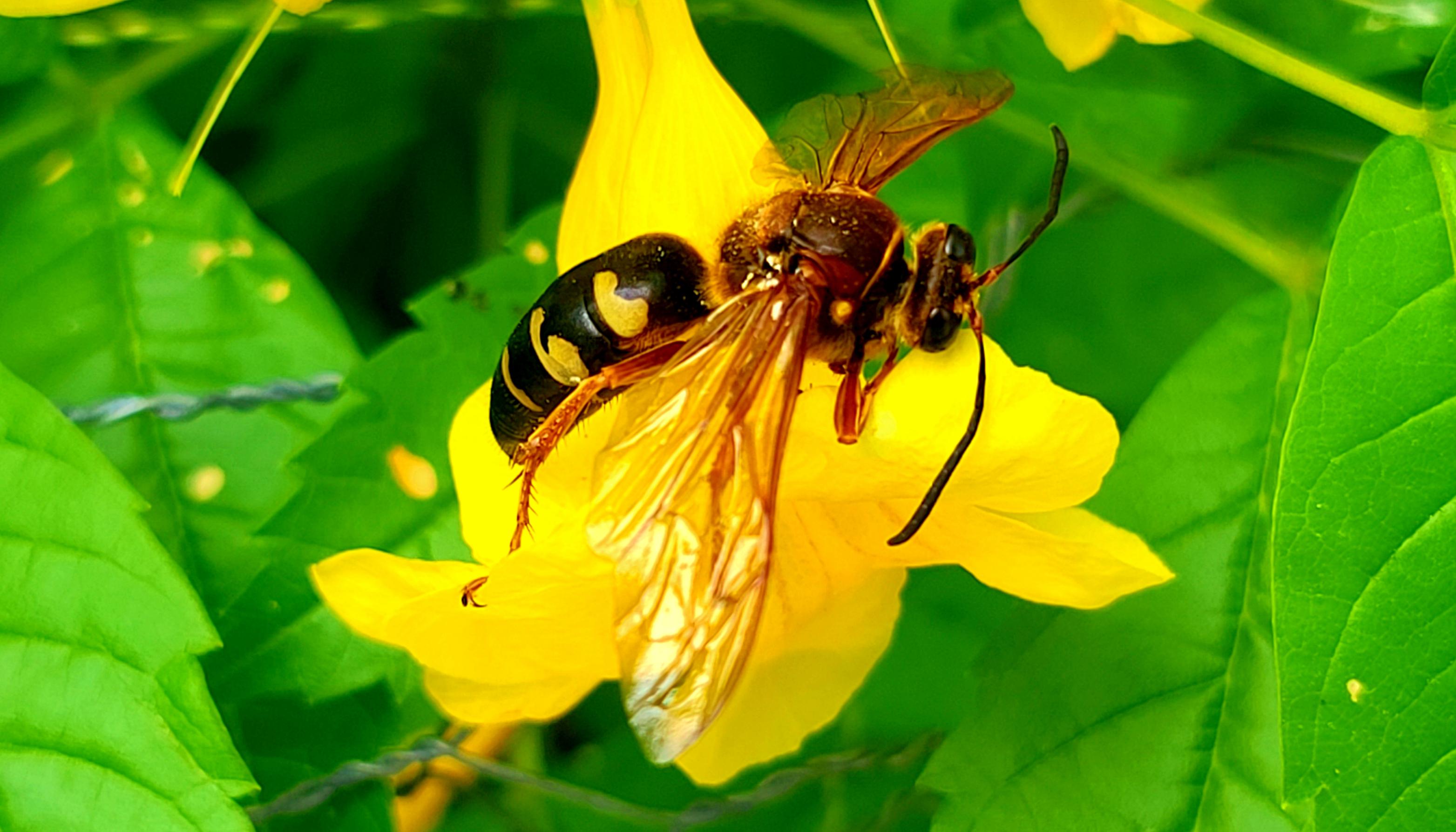 European Paper Wasp having a snack - Texas | Scrolller
