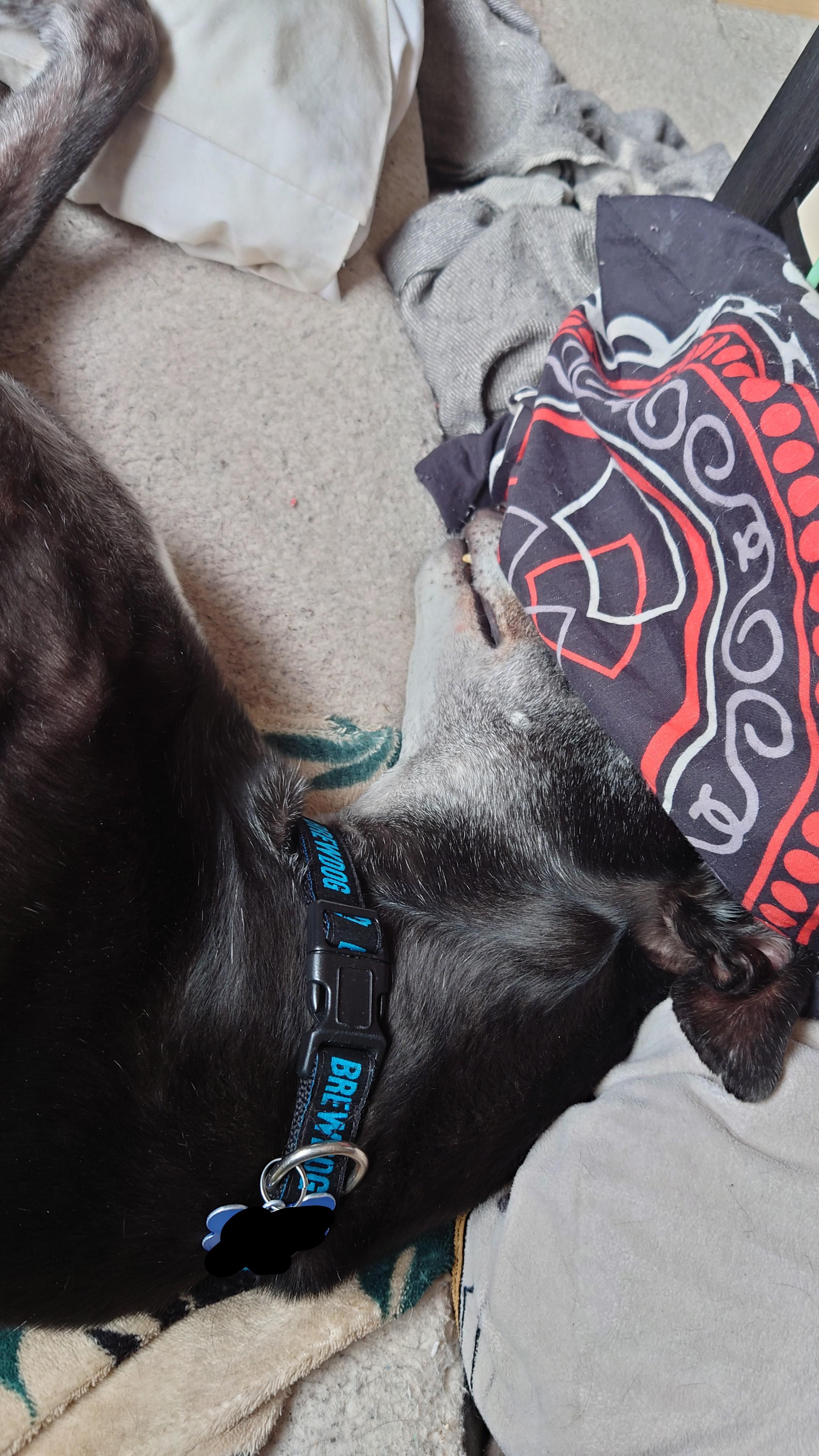 Even the head gets comfy | Scrolller