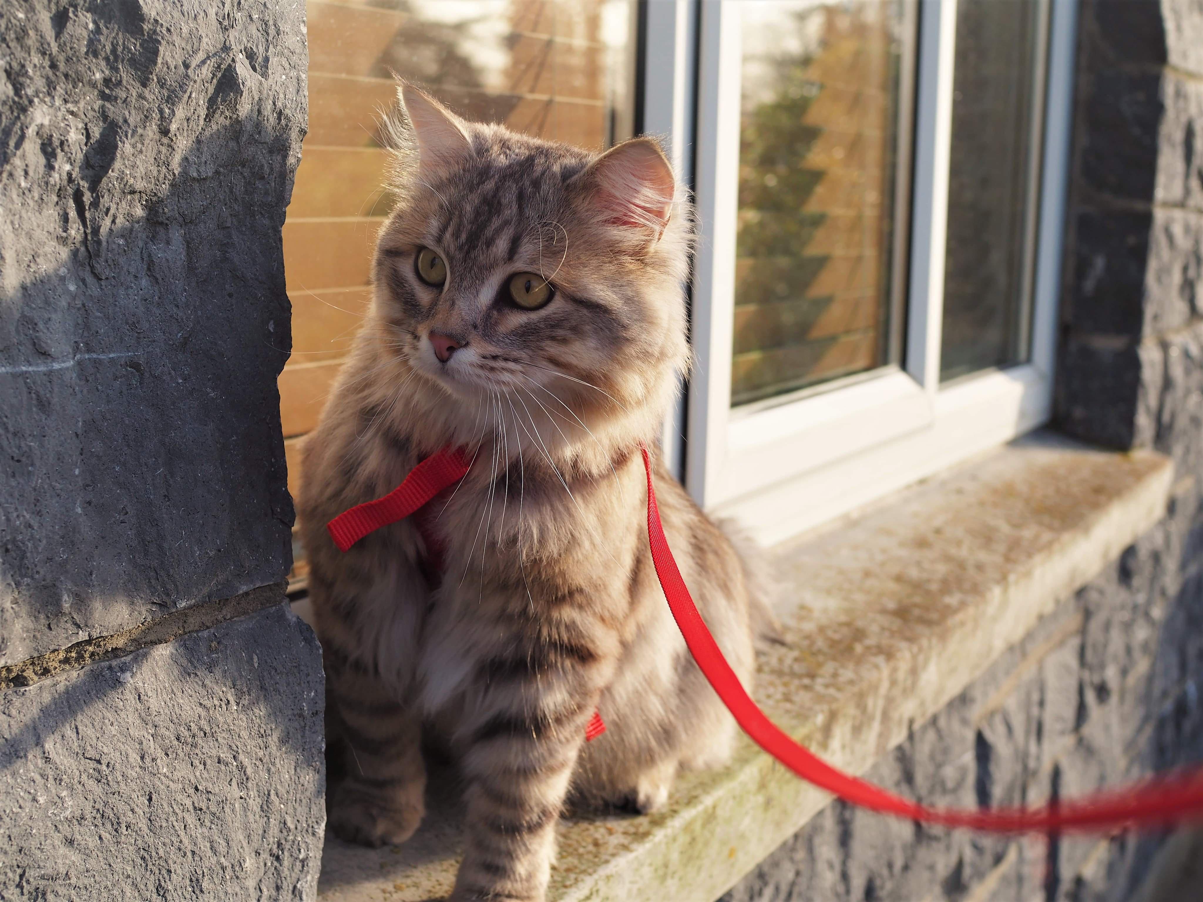 Evening walk | Scrolller