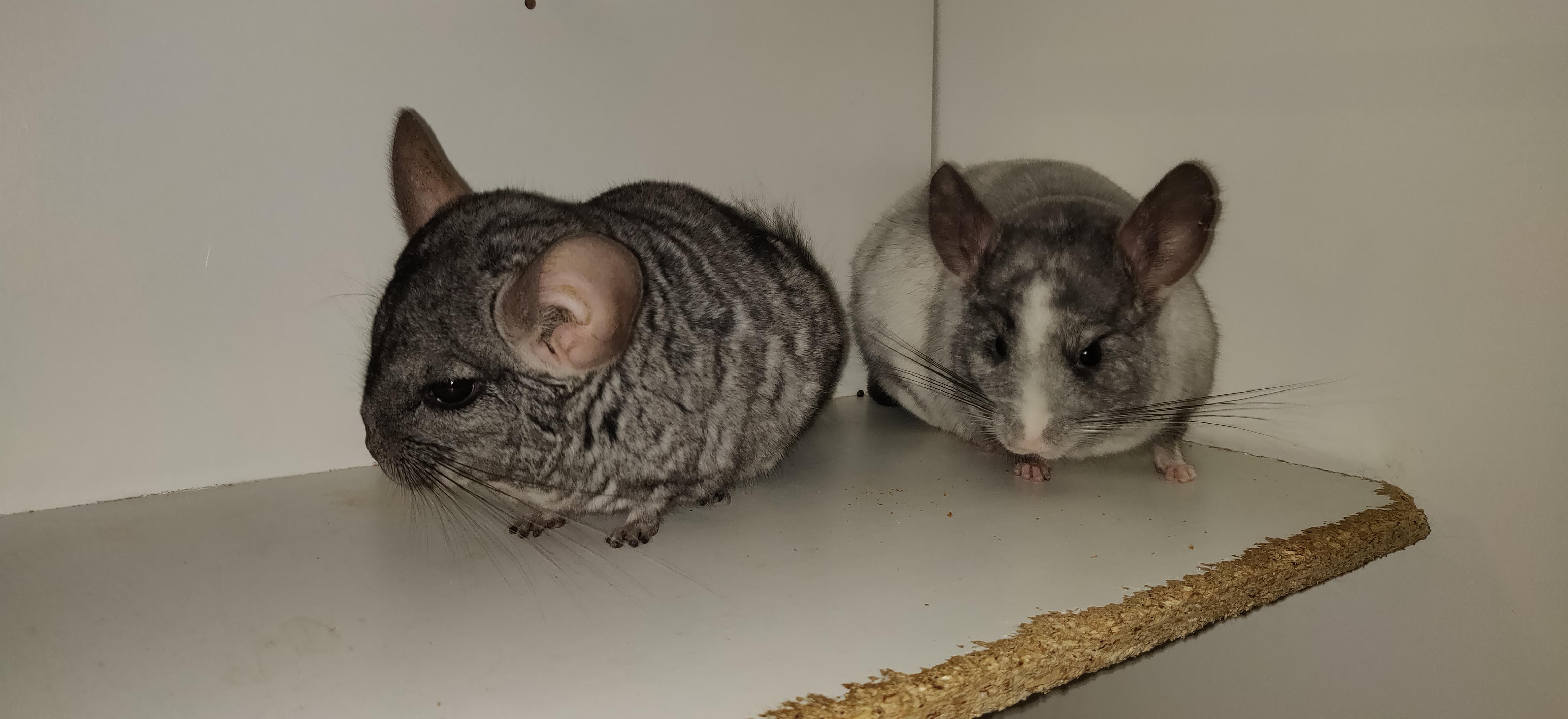 everyone meet balder and thor! | Scrolller