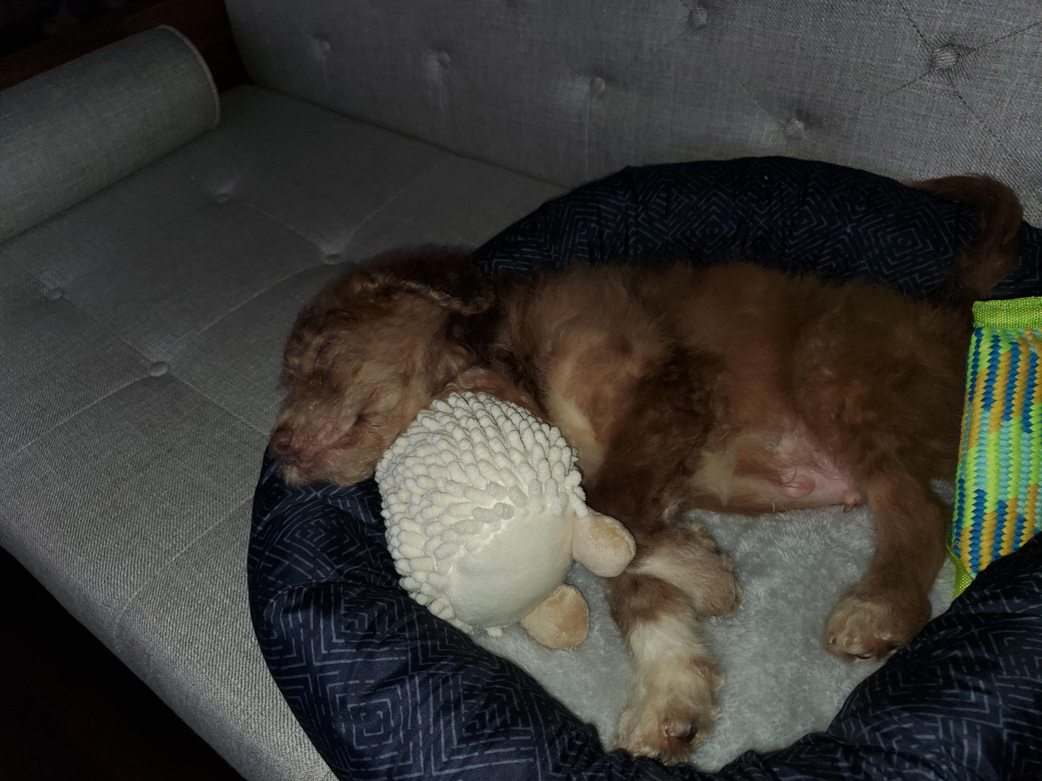 Everyone meet Chonk! | Scrolller