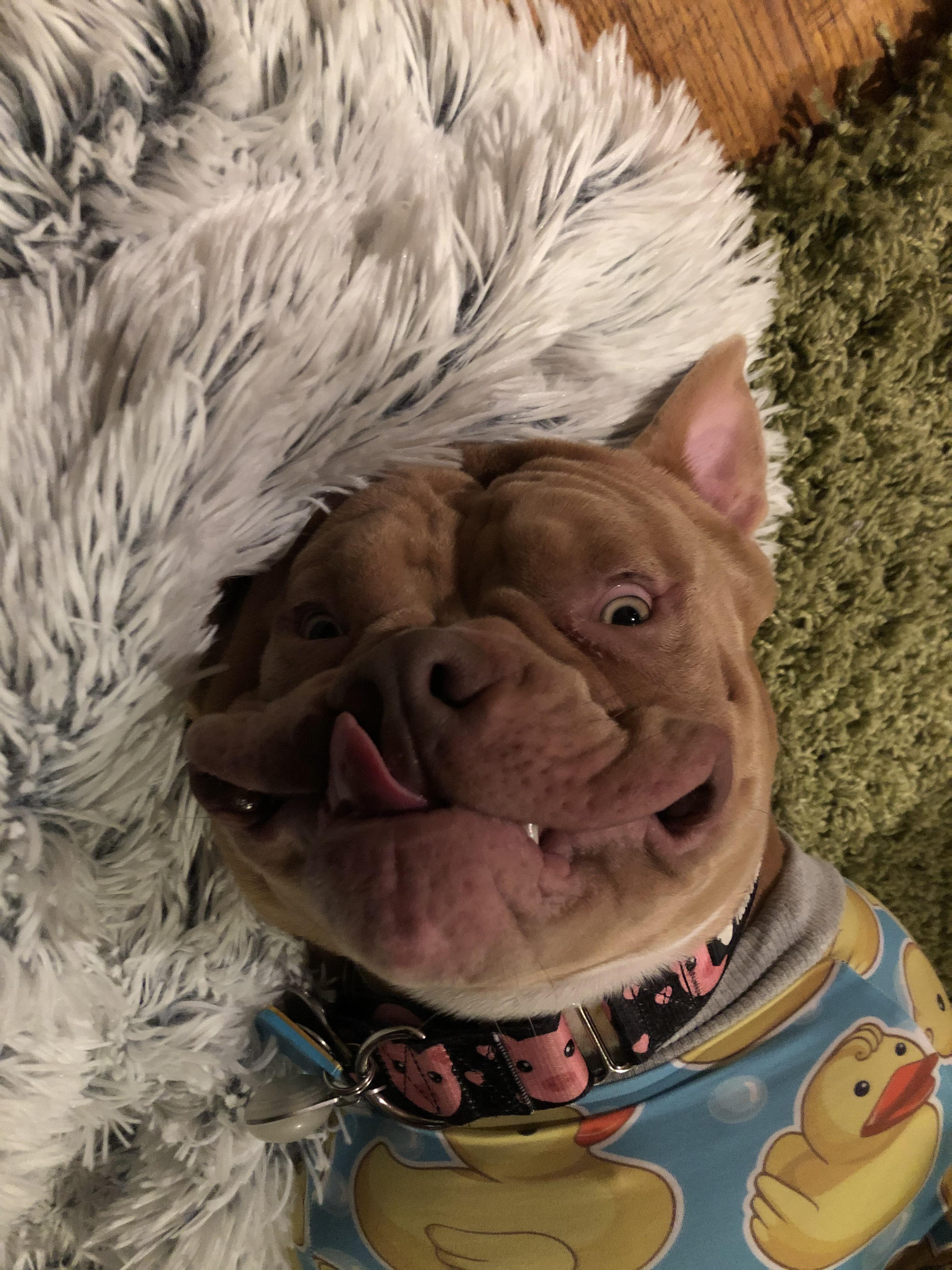 Everyone, meet Nugget | Scrolller