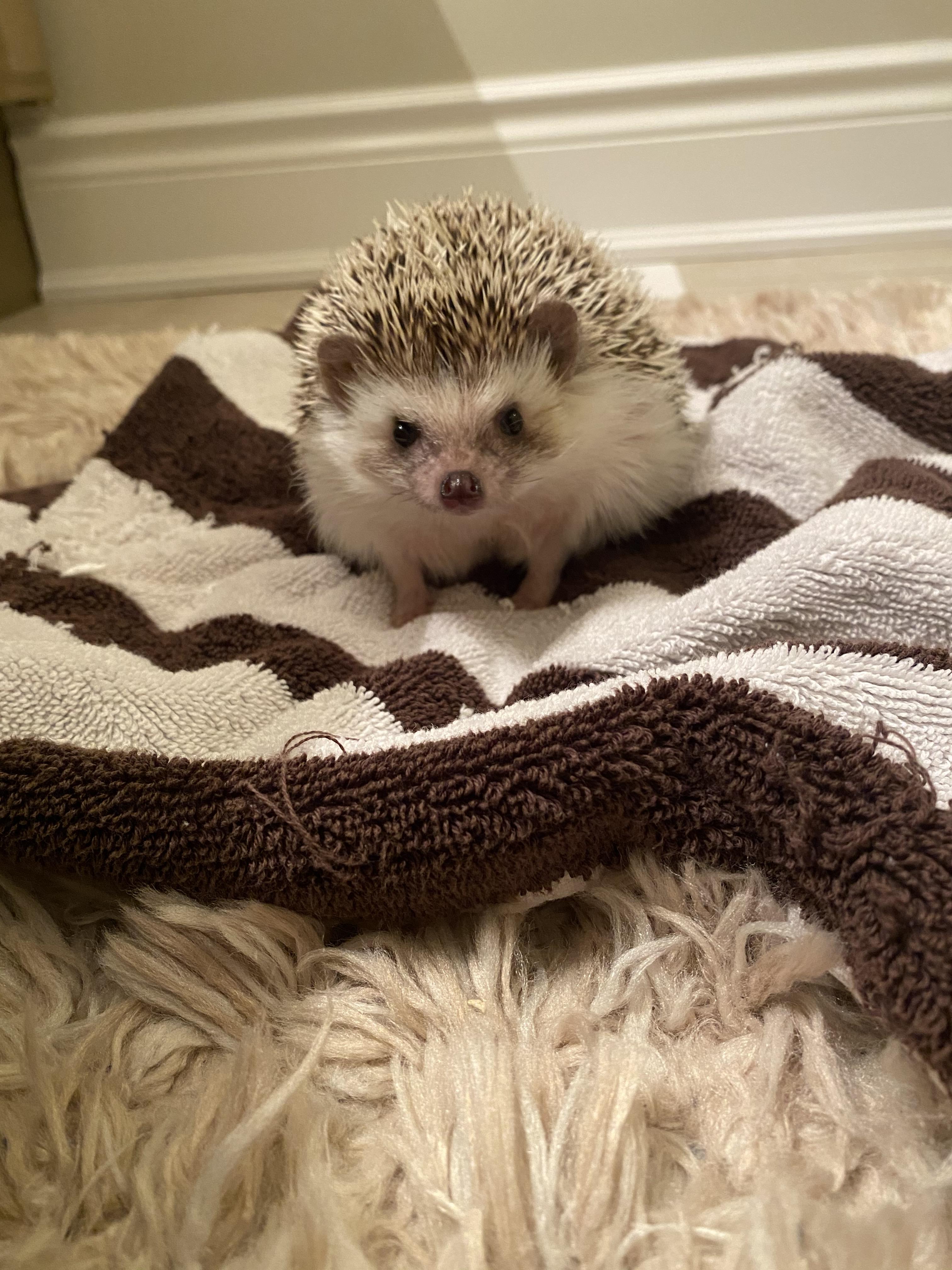 Everyone meet Oreo 💜 | Scrolller