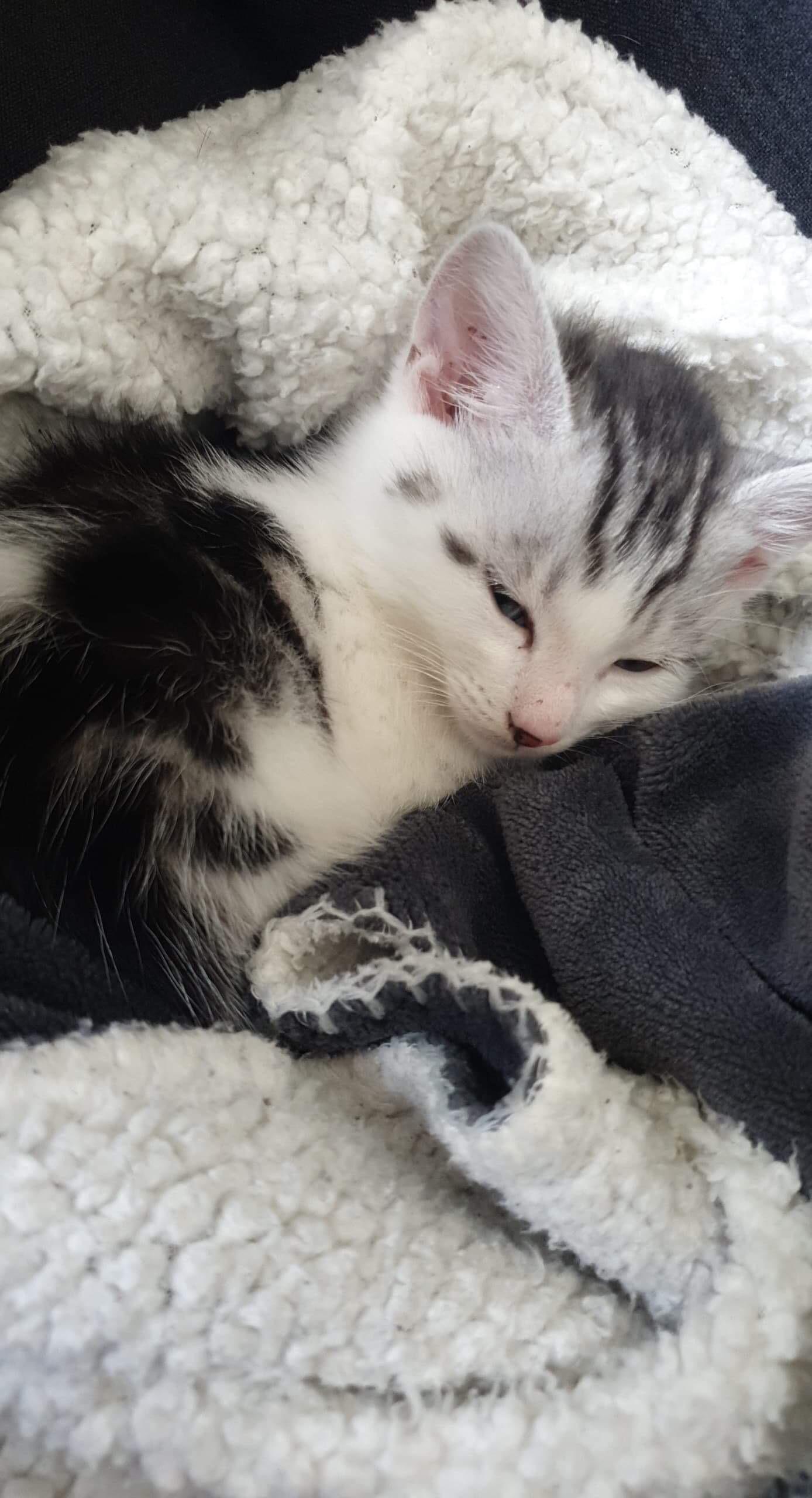 Everyone meet Zuko! My new addition to my family | Scrolller