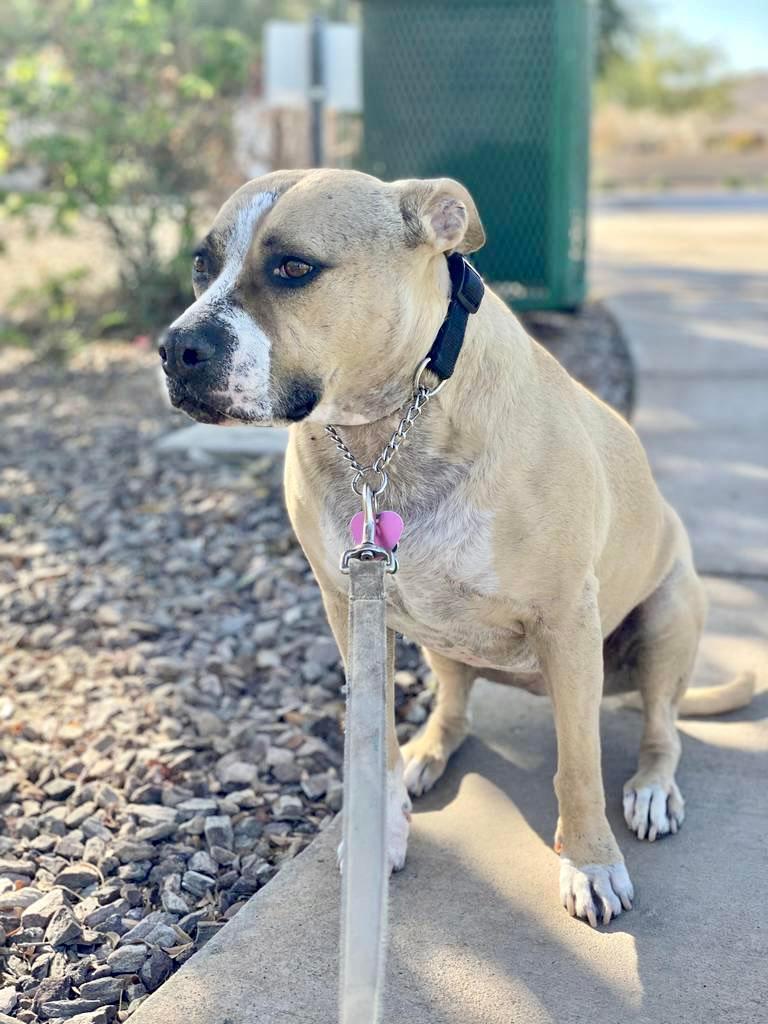 Everyone, time to say hello to our new client. Meet Penelope! | Scrolller